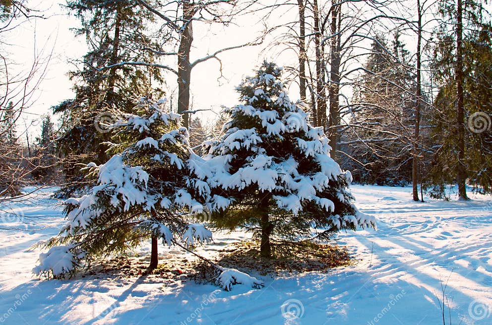Snow Covered Trees in Winter Stock Photo - Image of climate, pine ...