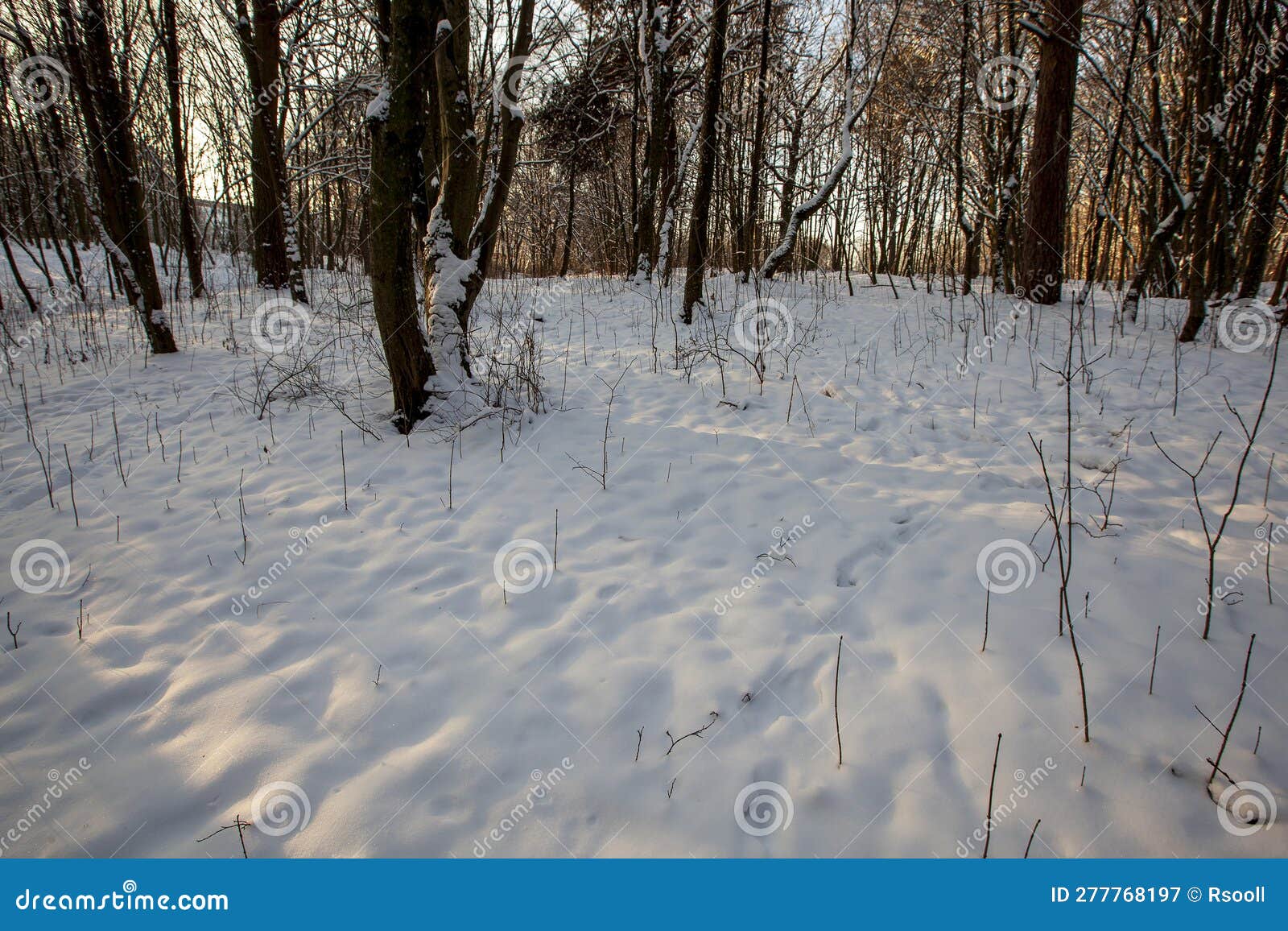 Snow-covered Trees in Winter, Deciduous Trees Stock Image - Image of ...