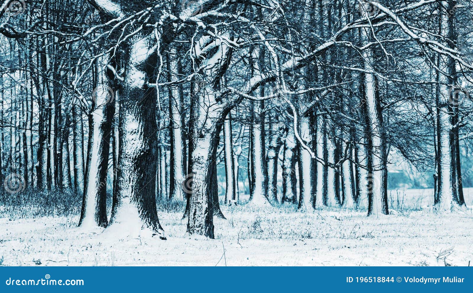Snow-covered Trees in the Winter Forest in Cold Weather Stock Photo ...