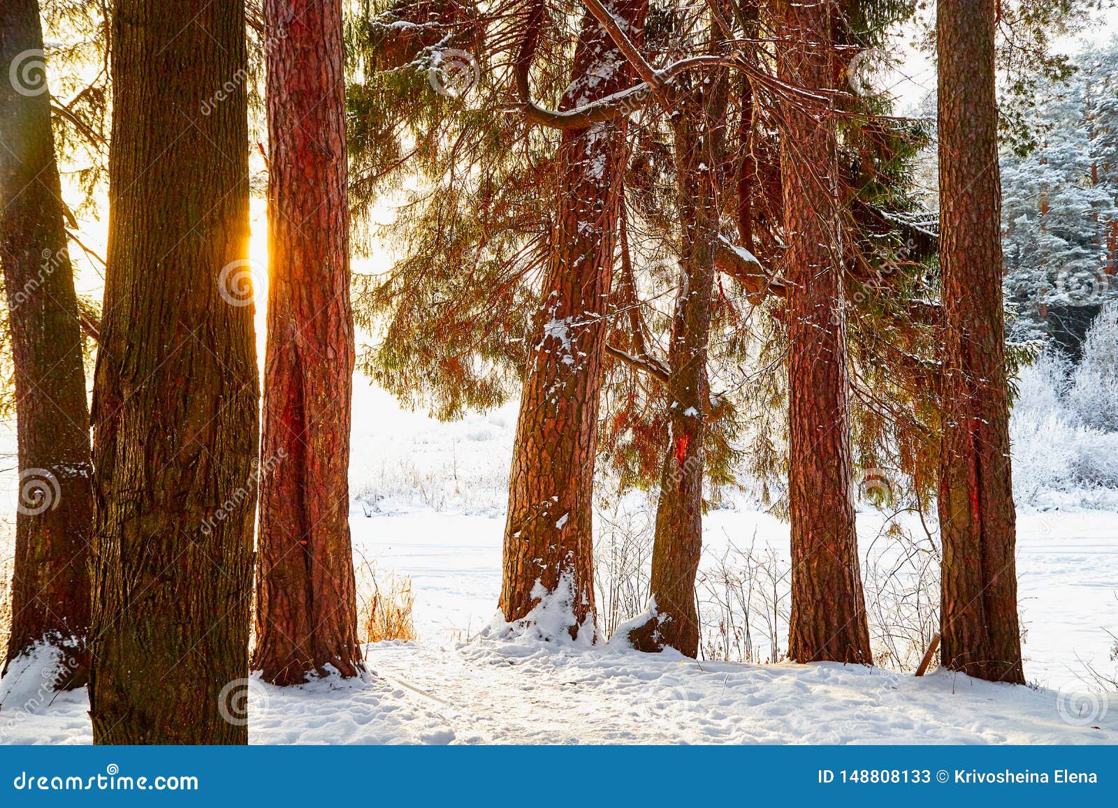 Snow Covered Trees in a Winter Forest. Red Trunks of Pine Trees Stock ...