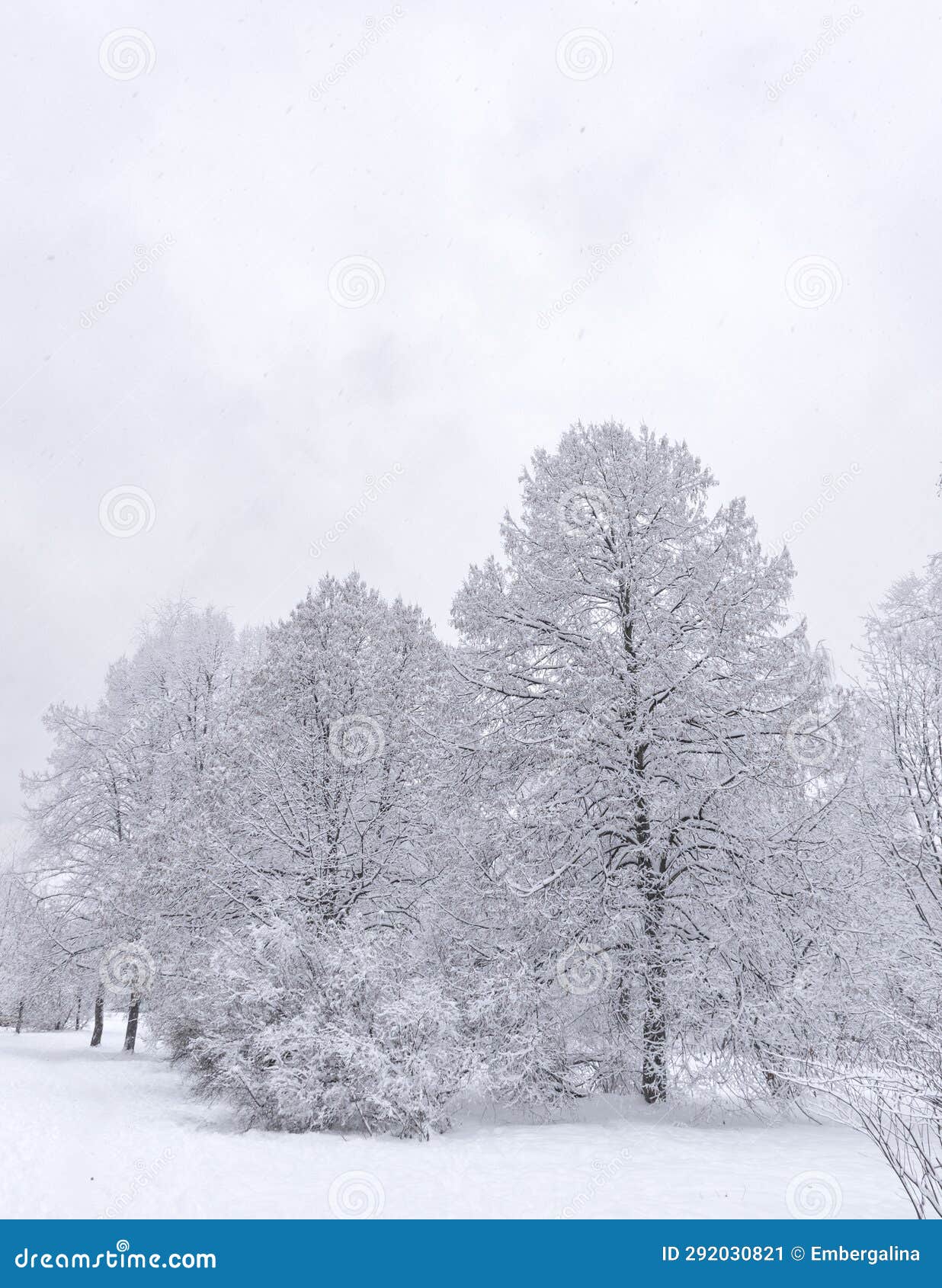 Snow Covered Trees in Winter Stock Image - Image of branch, trees ...