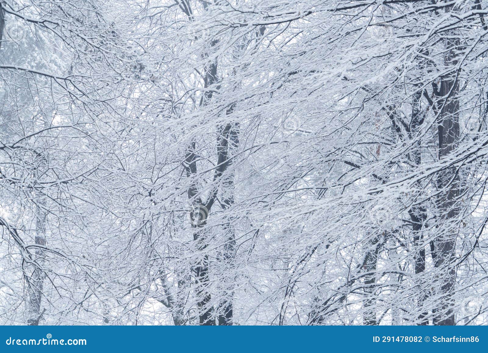 Snow Covered Trees in Winter Stock Photo - Image of park, background ...