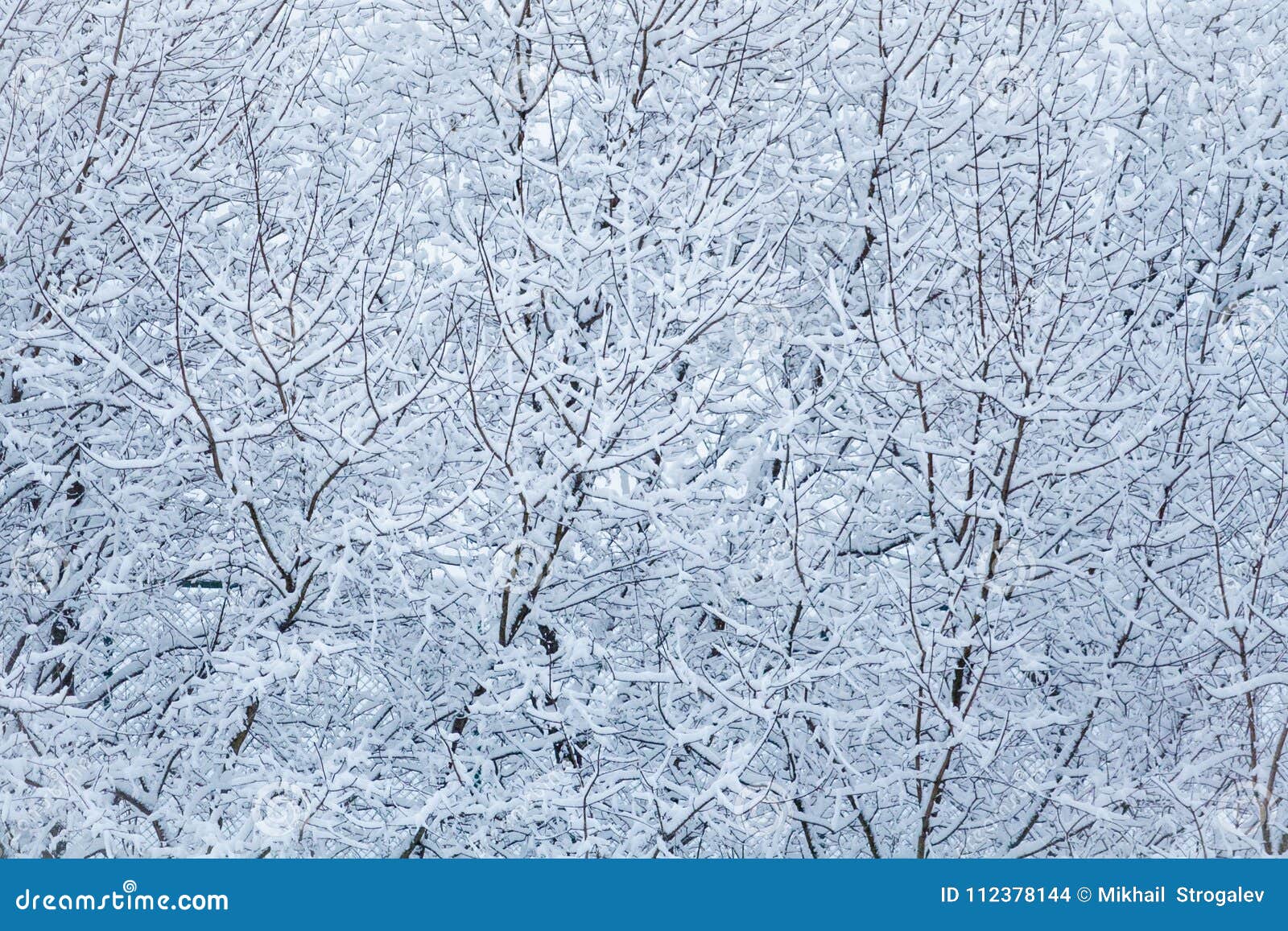 Snow-covered Treetops Background Stock Photo - Image of treetops ...