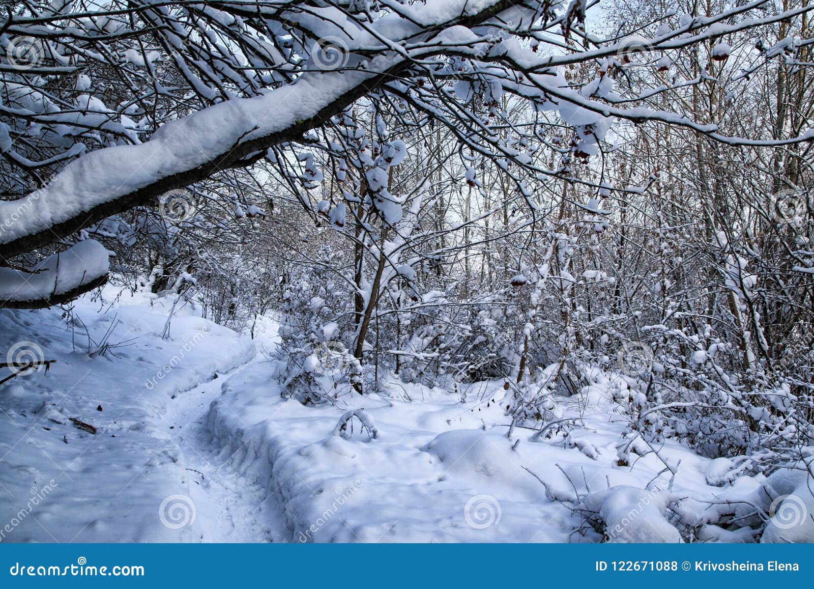 Snow Covered Tress in a Winter Stock Photo - Image of forest, january ...