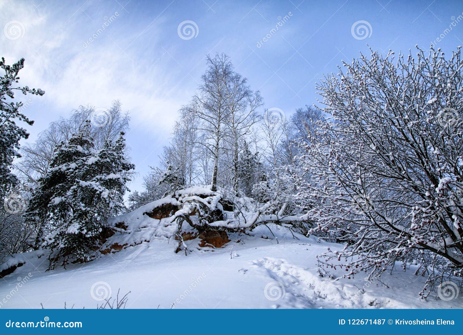 Snow Covered Tress in a Winter Stock Image - Image of plant, frost ...