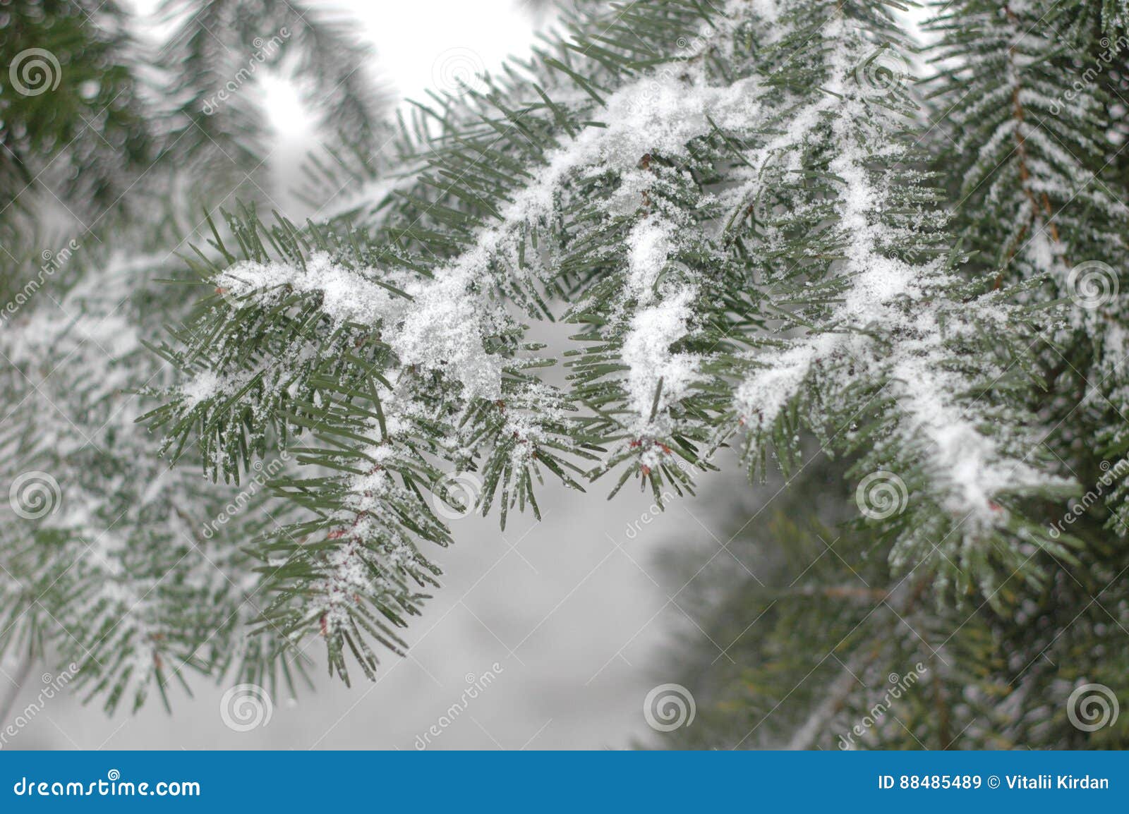 Snow-covered Twig of a Christmas Tree Stock Image - Image of frost ...