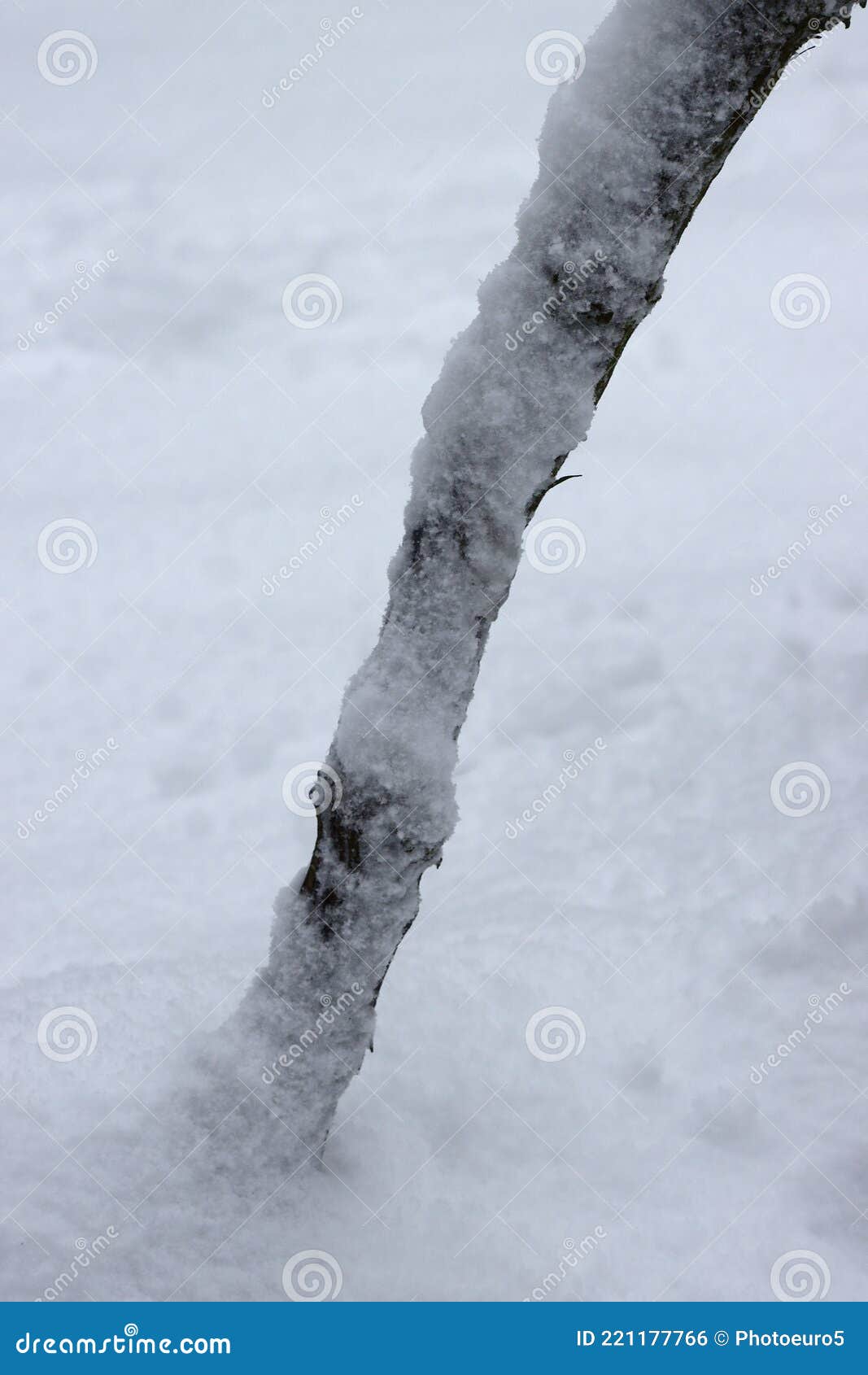 Snow covered vine stock photo. Image of nature, trunk - 221177766