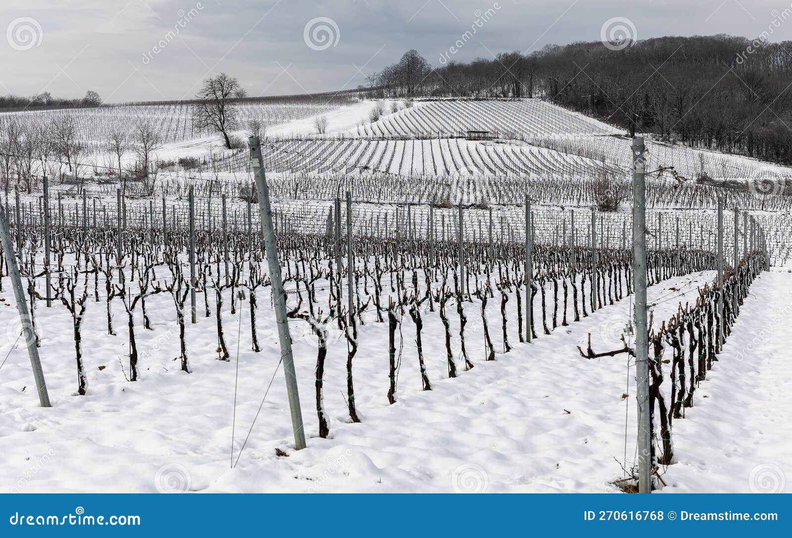 Snow Covered Vineyard in Winter Stock Photo - Image of outdoor, branch ...