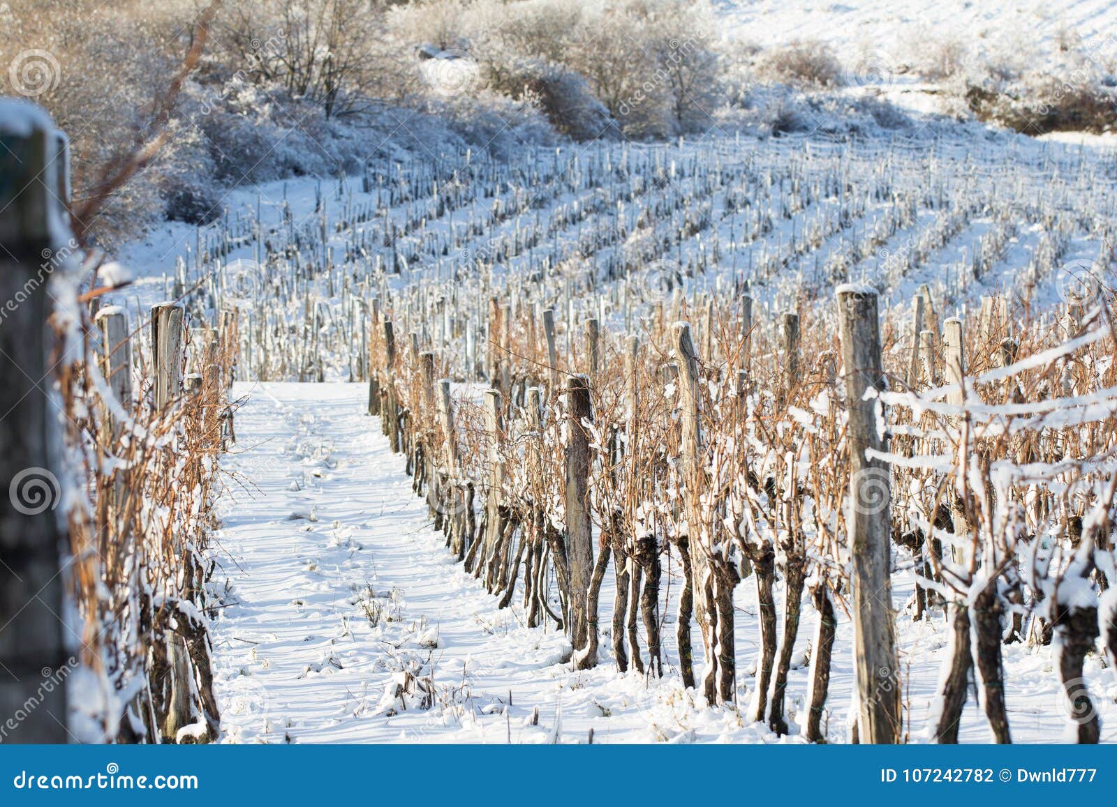 Vineyard Covered with Snow in Winter Stock Photo - Image of nature ...