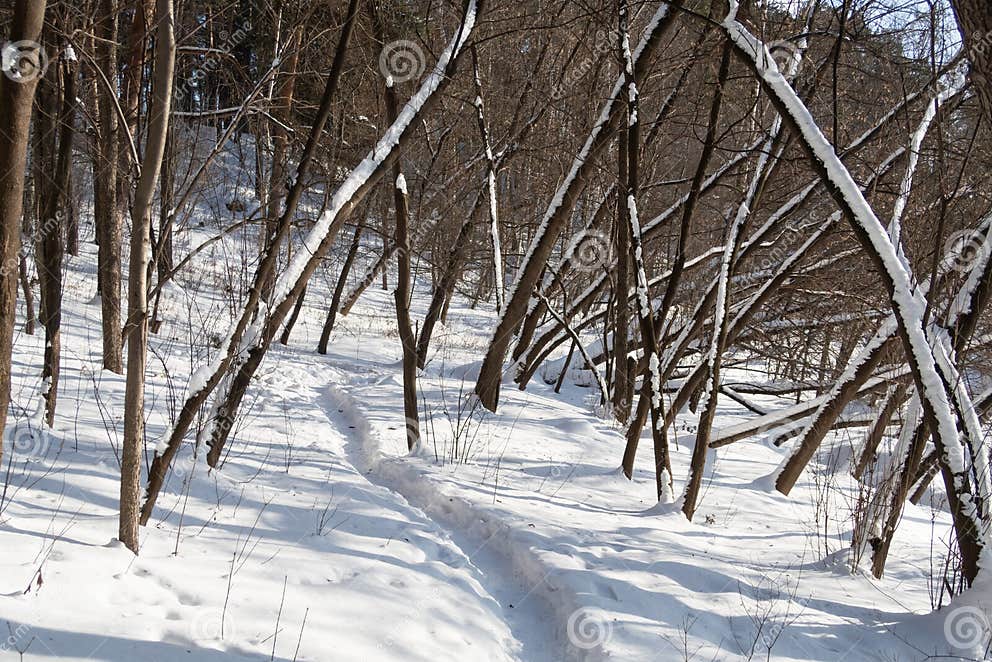 Snow Covered Walking Path in the Forest among the Leaning Tree Trunks ...