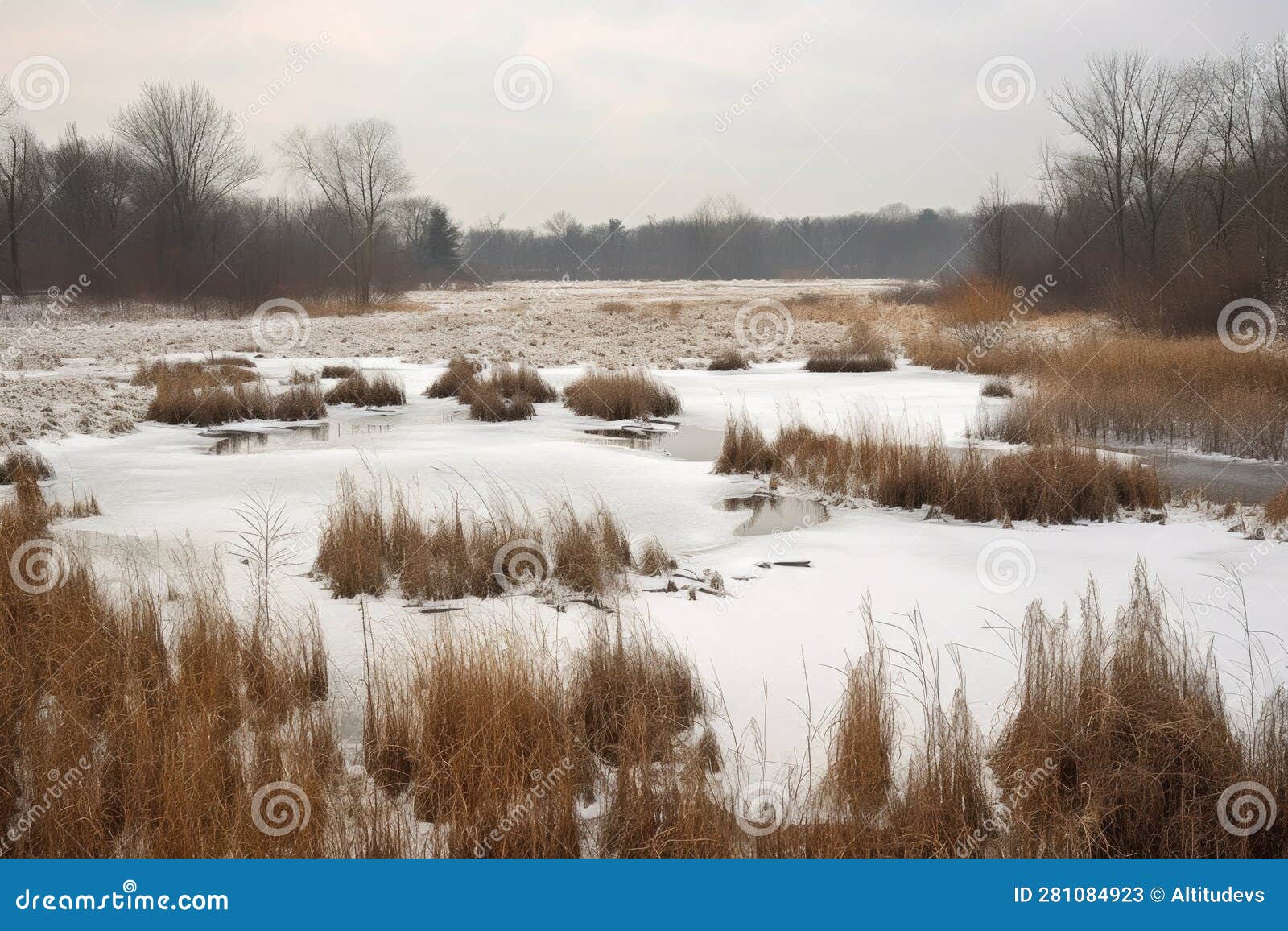Snow-covered Wetland and Marsh in Winter Landscape Stock Image - Image ...
