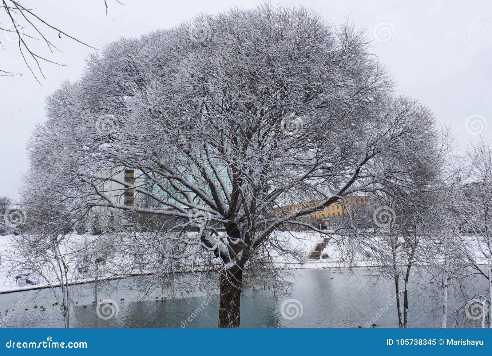 Snow Covered Willow Tree Stock Images - Download 490 Royalty Free Photos