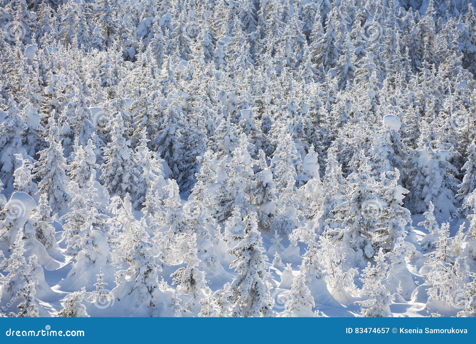 Snow Covered Winter Forest. Top View. Stock Image - Image of russia ...