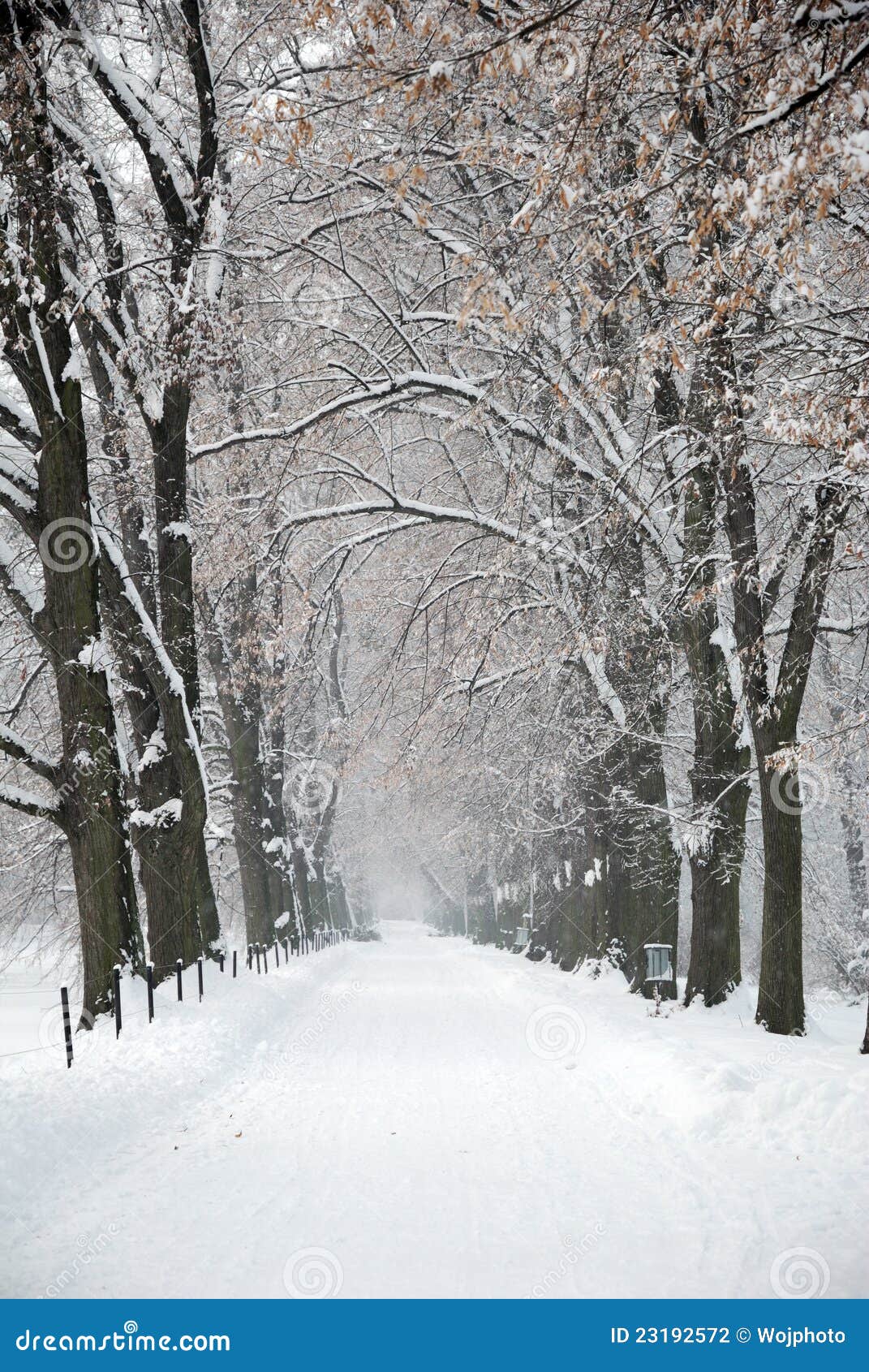Snow Covered Winter Path Under Trees Stock Photo - Image of path, arch ...