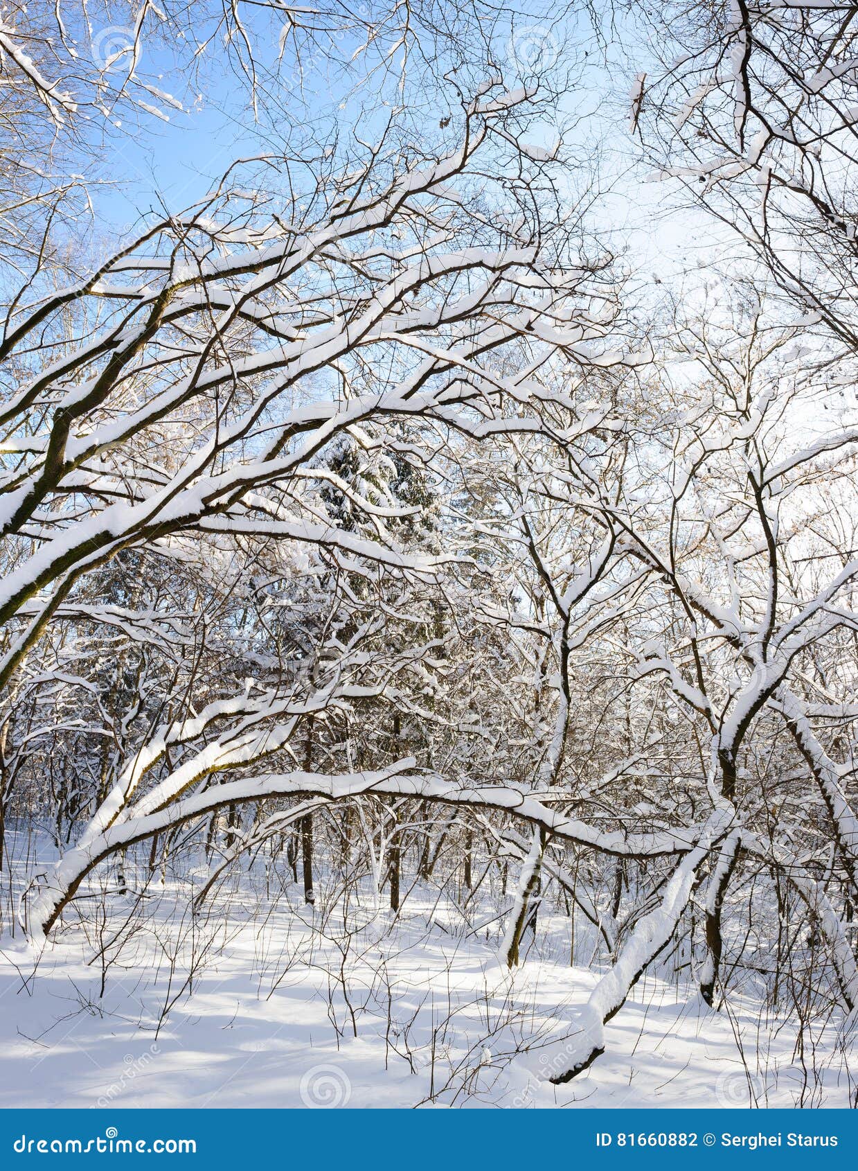 Snow covered winter trees stock photo. Image of frozen - 81660882