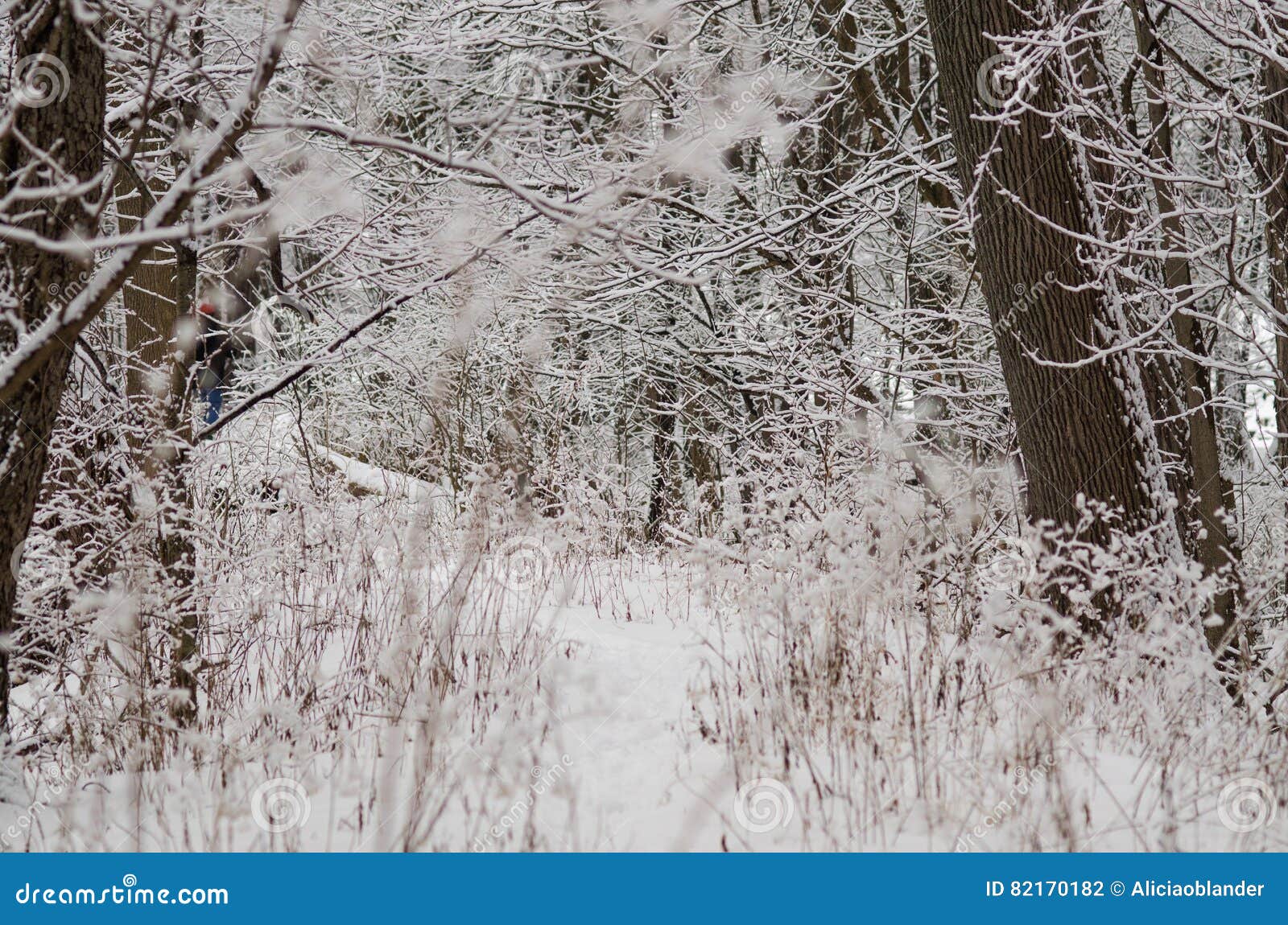 Snow Covered Winter Trees on a Path Stock Photo - Image of forest ...