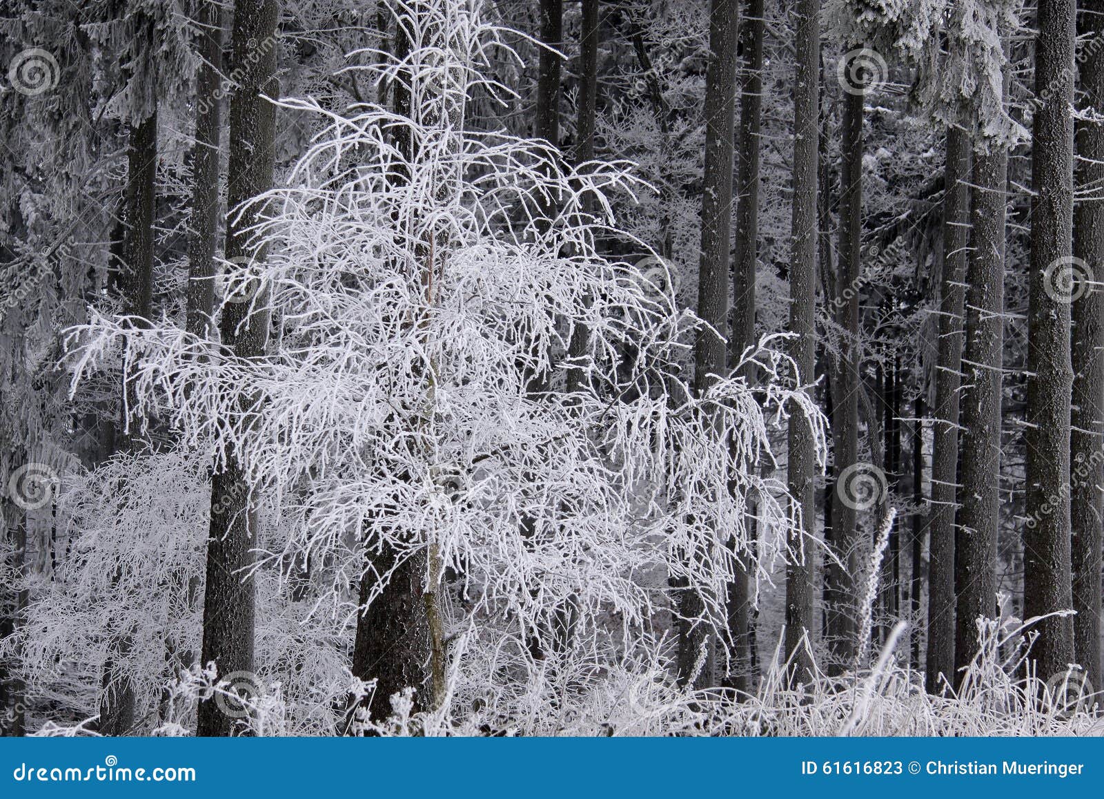 Snow covered wintry forest stock image. Image of snow - 61616823