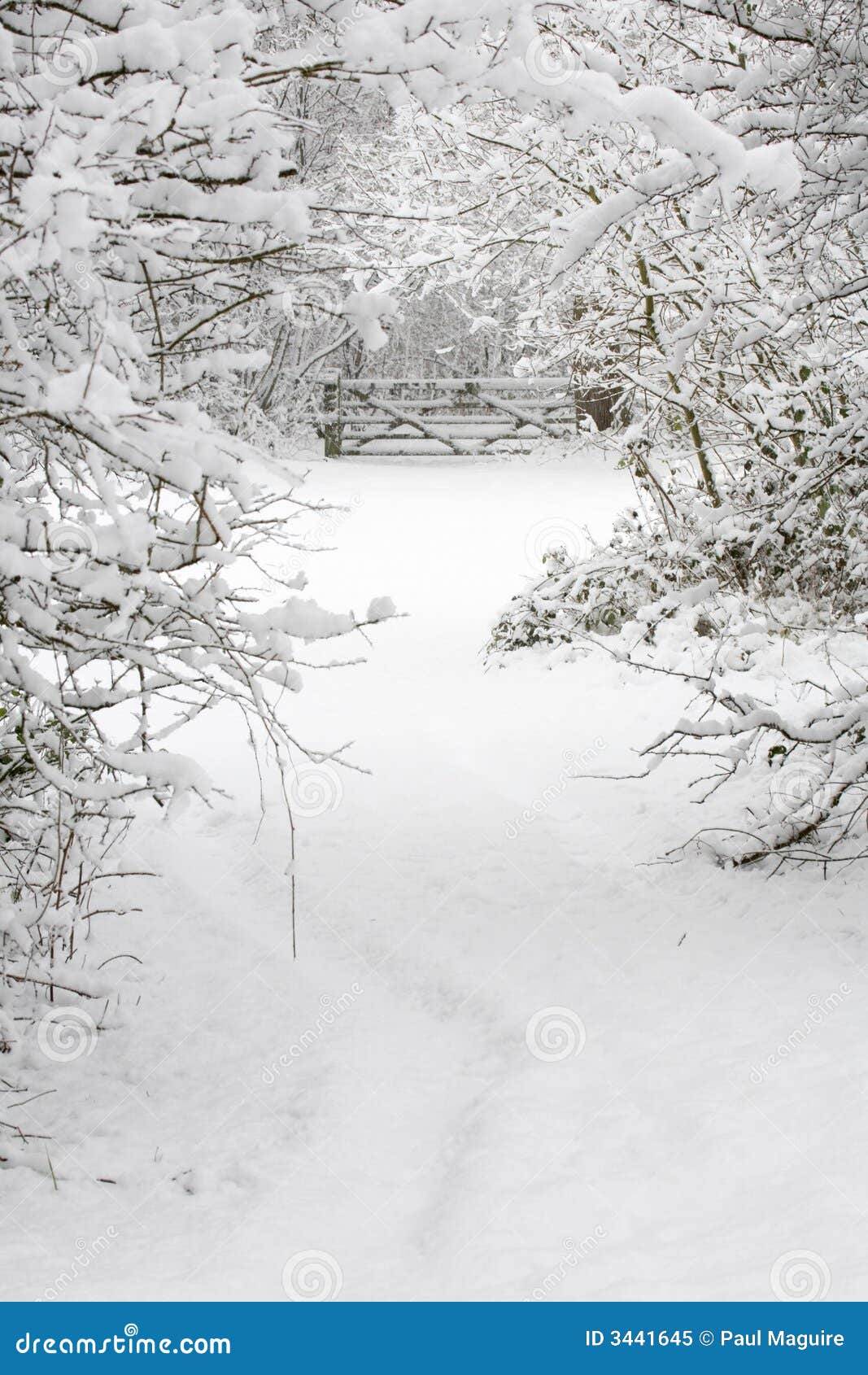 Snow covered woods stock image. Image of pathway, landscape - 3441645