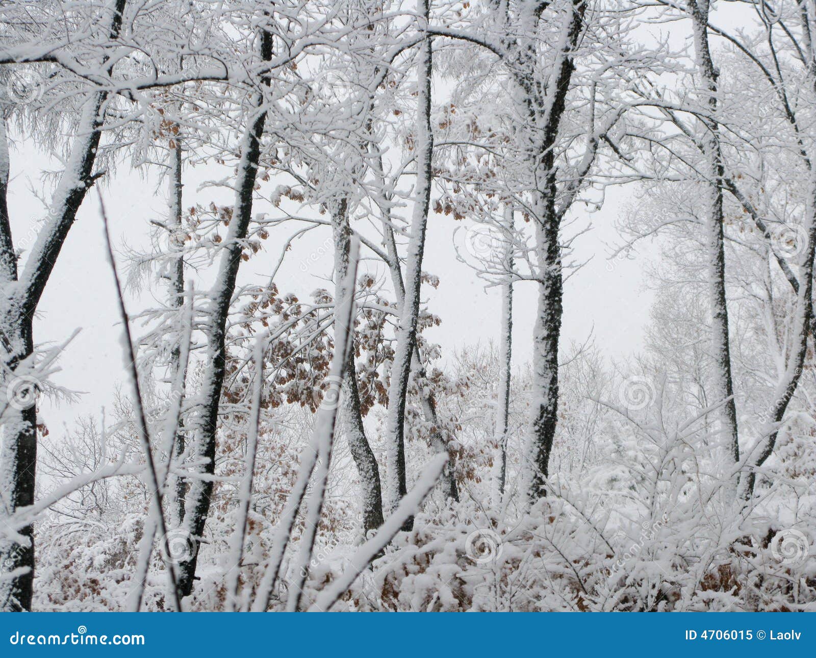 Snow-covered woods stock image. Image of december, cold - 4706015