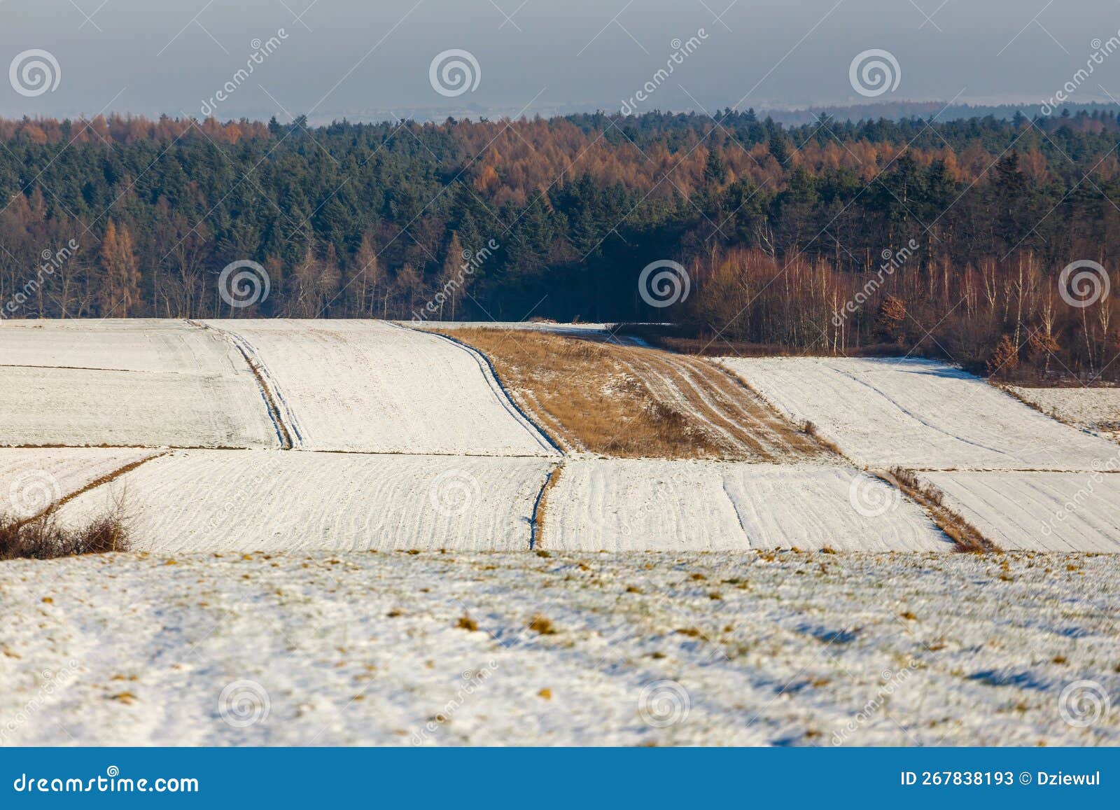 Snow Covering the Field during the Winter Stock Image - Image of ...