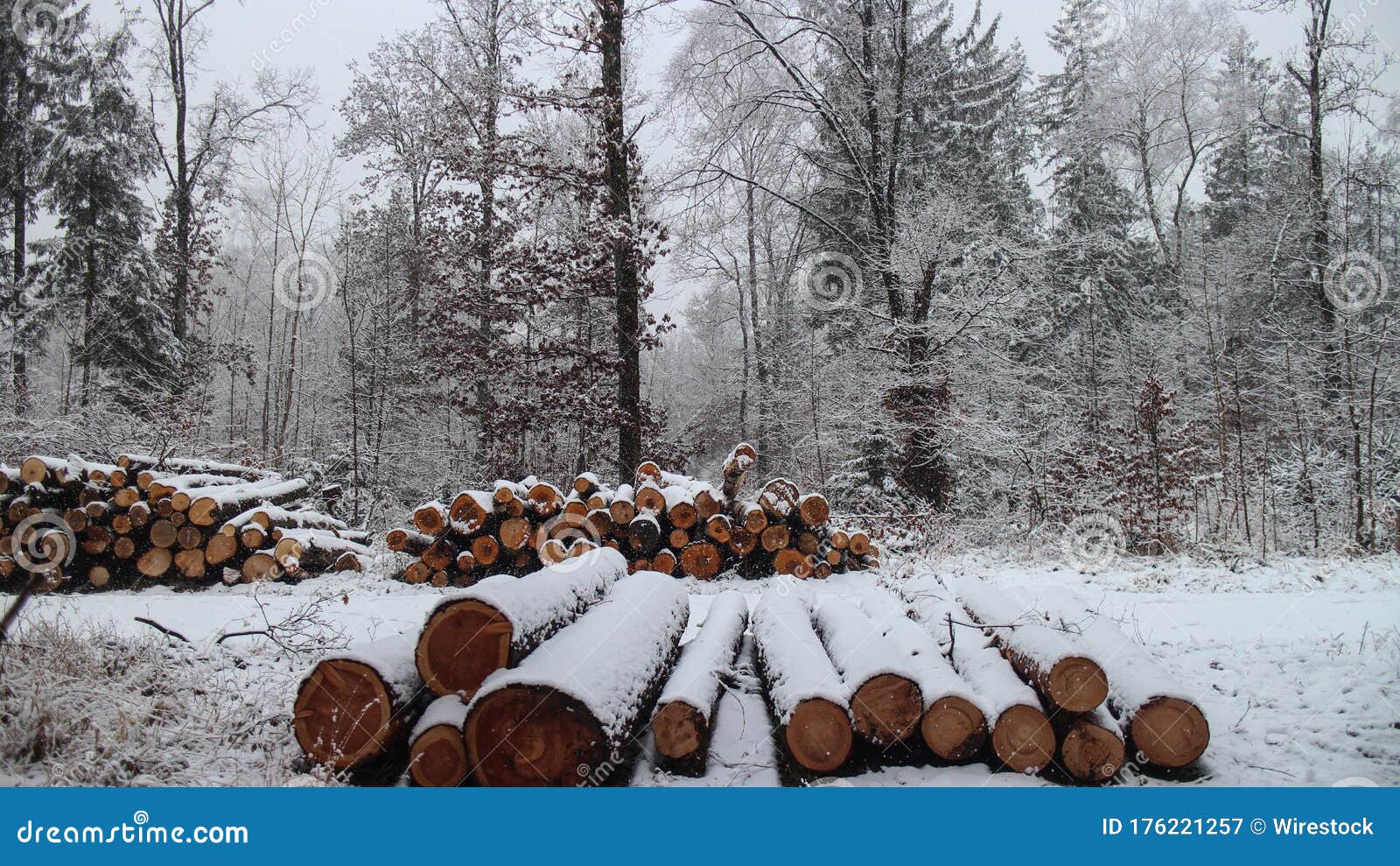 Snow Covering Lumber and Trees in a Forest at Daytime in Winter Stock ...
