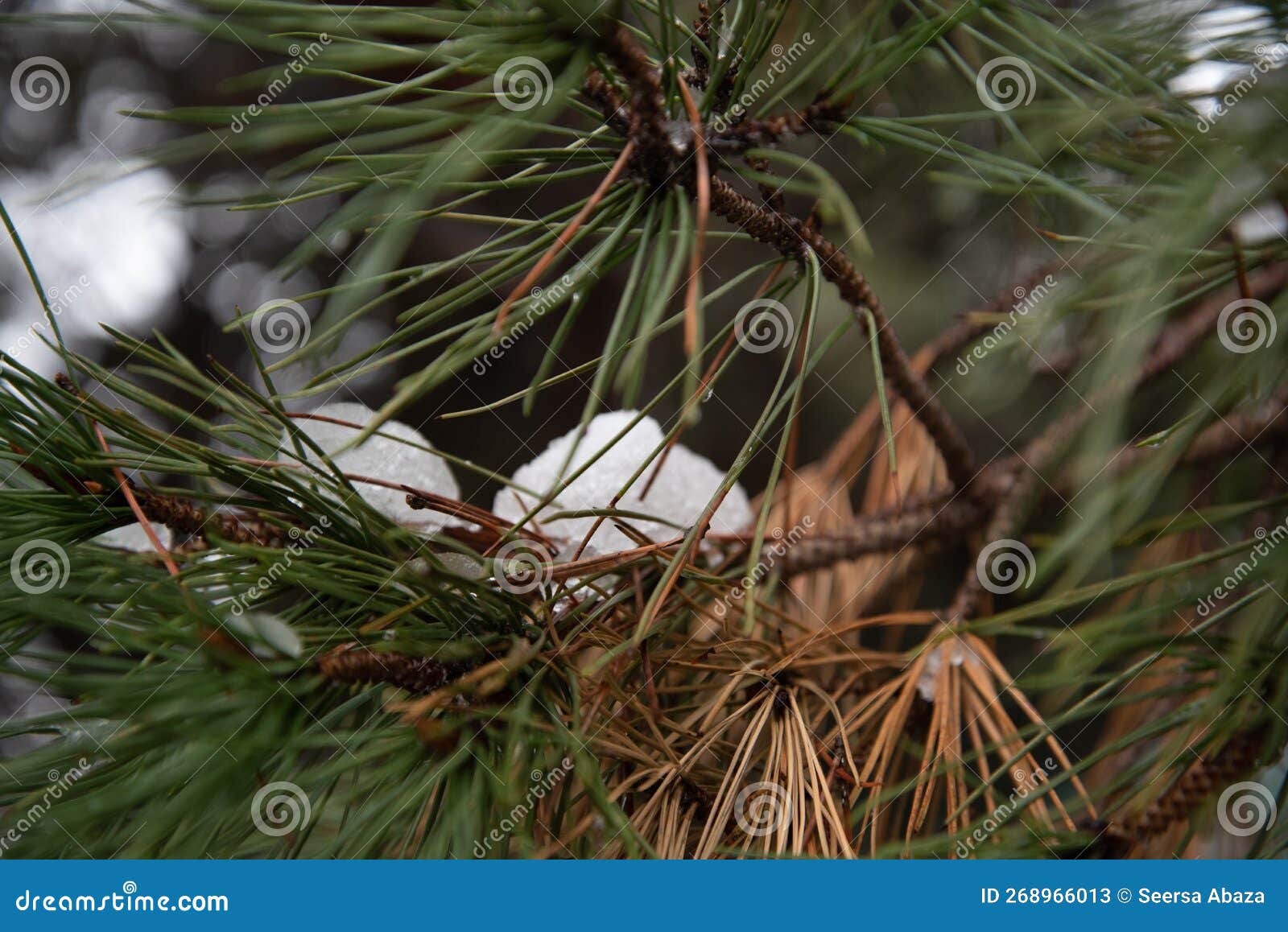 Snow covering pine tree stock image. Image of outdoor - 268966013 Snow covering pine tree stock image. Image of outdoor - 268966013