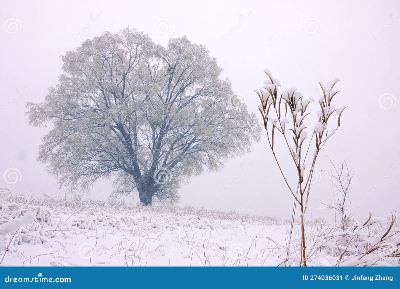 Snowfield stock image. Image of tree, snowfield, winter - 274036031