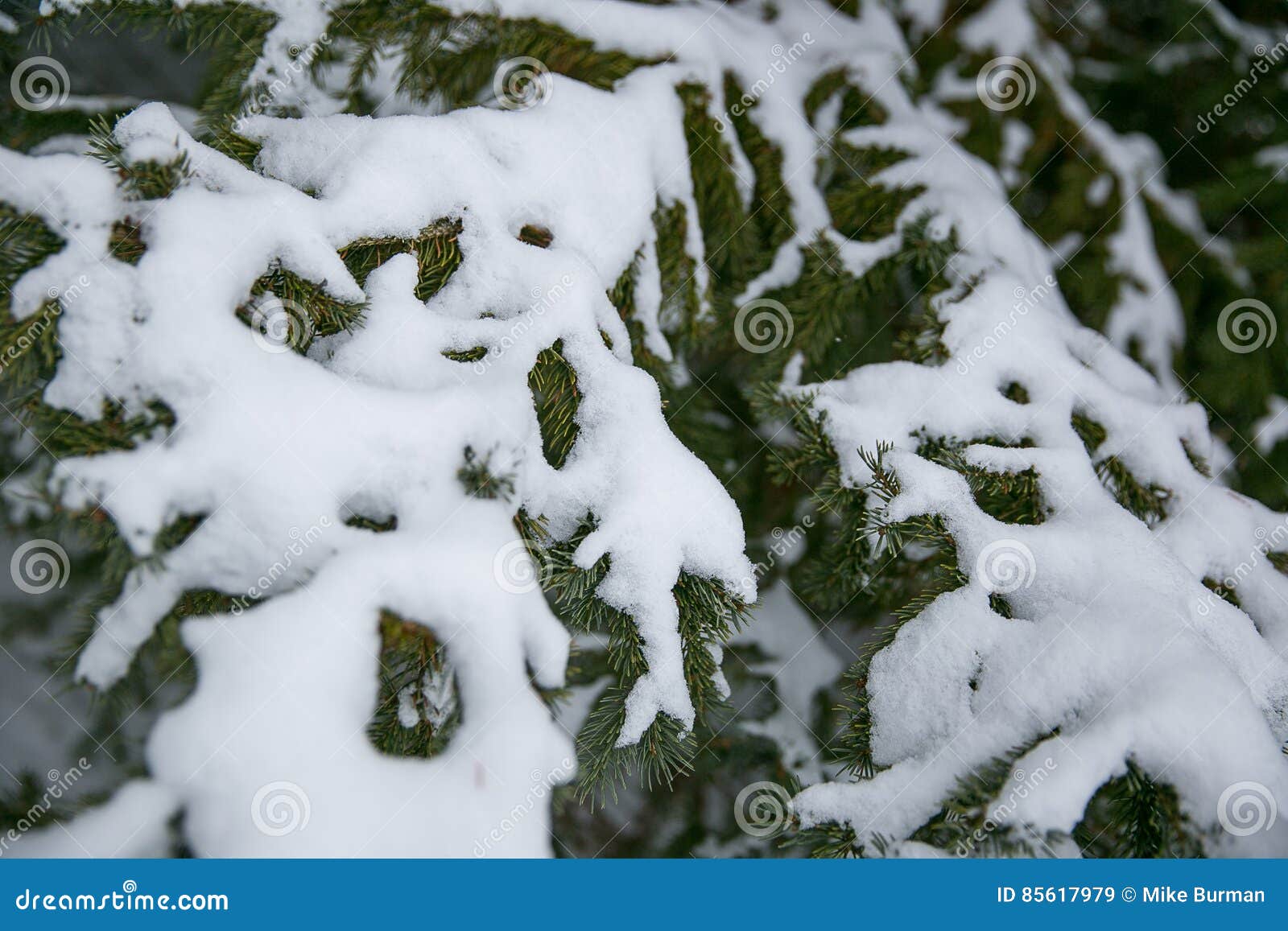 Snow covers pine tree stock image. Image of frost, nature - 85617979