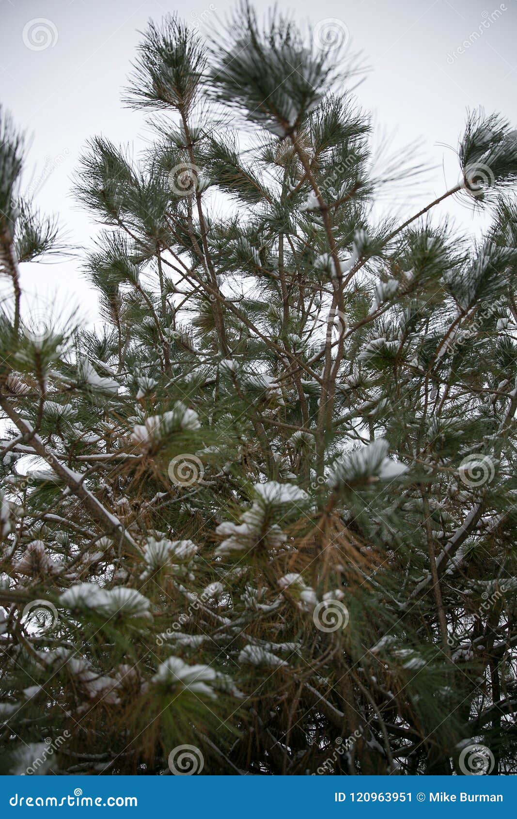 Snow Covers Pine Tree after Winter Storm Stock Image - Image of outdoor ...
