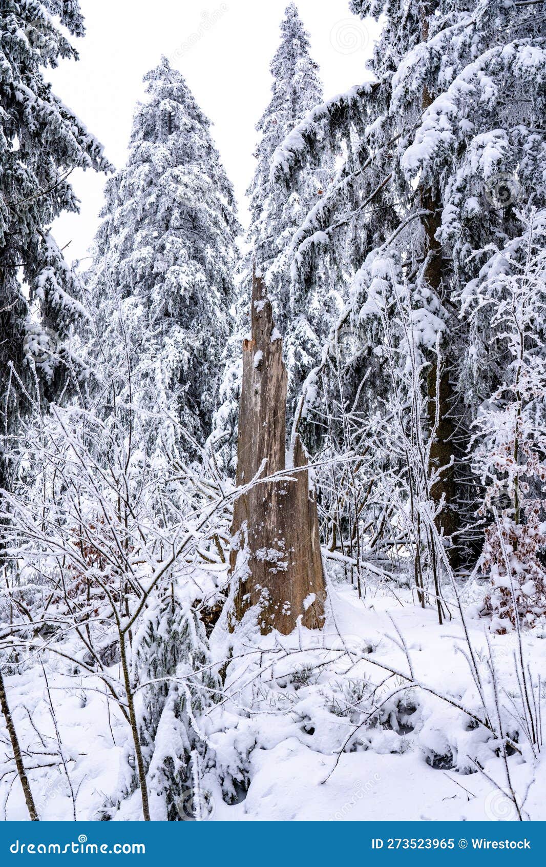 The Snow Covers the Trees and Branches in the Woods Near a Fire Hydrant ...