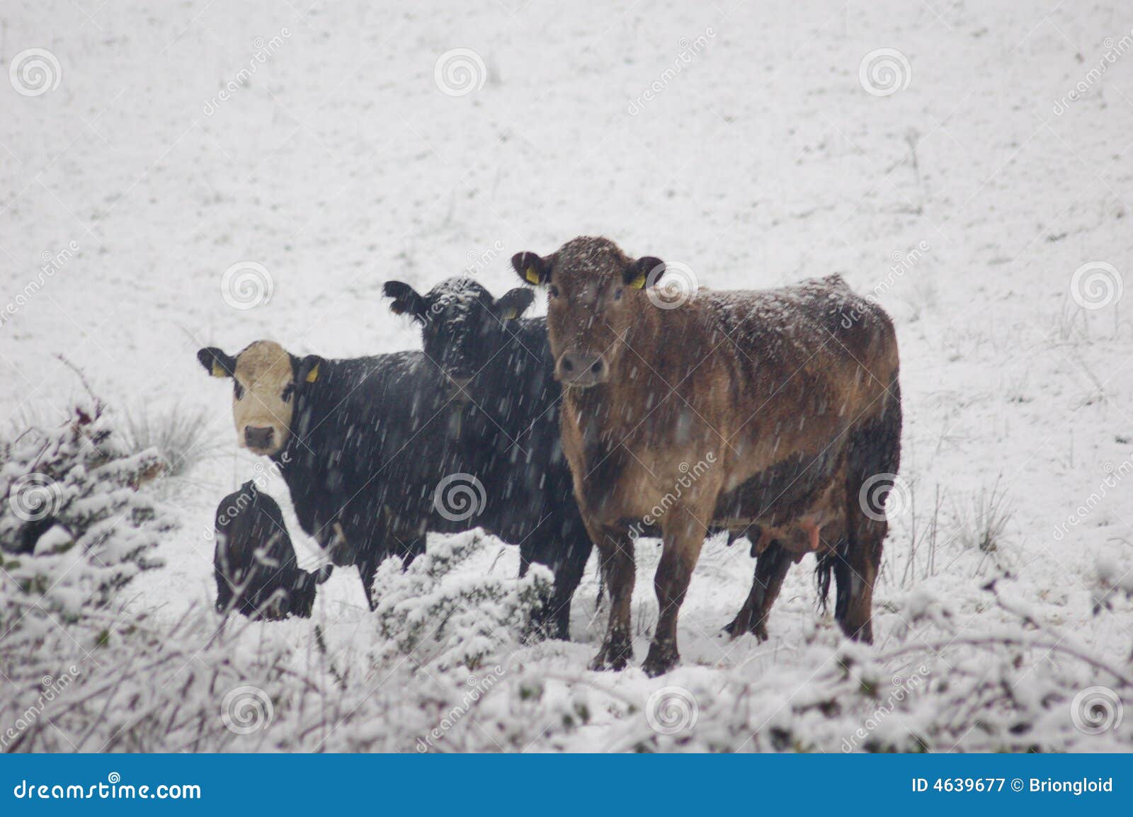 Dairy Cows Snow