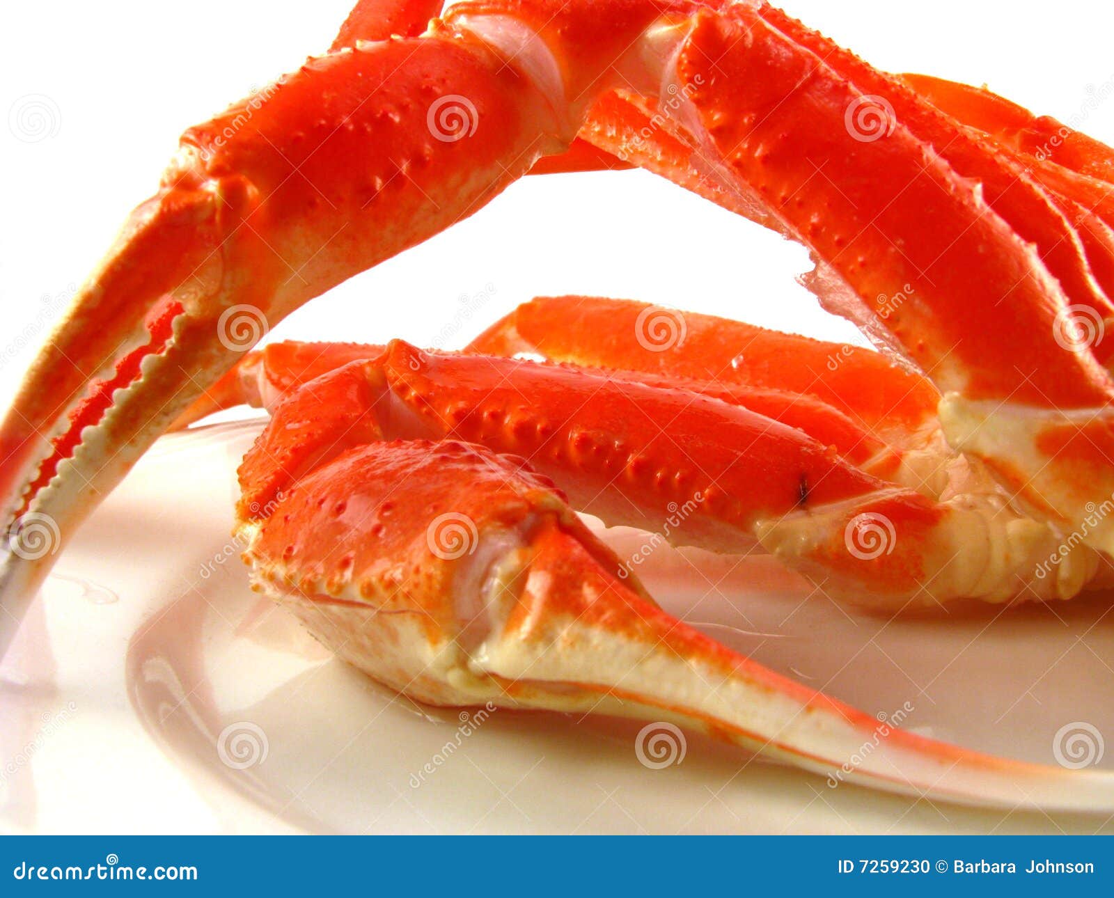 Snow Crab Cluster stock photo. Image of legs, nutrition - 7259230 Snow Crab Cluster stock photo. Image of legs, nutrition - 7259230