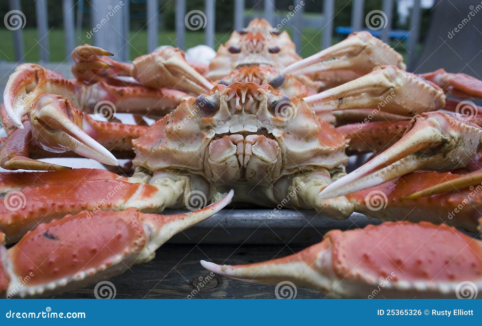 Snow Crabs stock photo. Image of crustacean, shellfish - 25365326