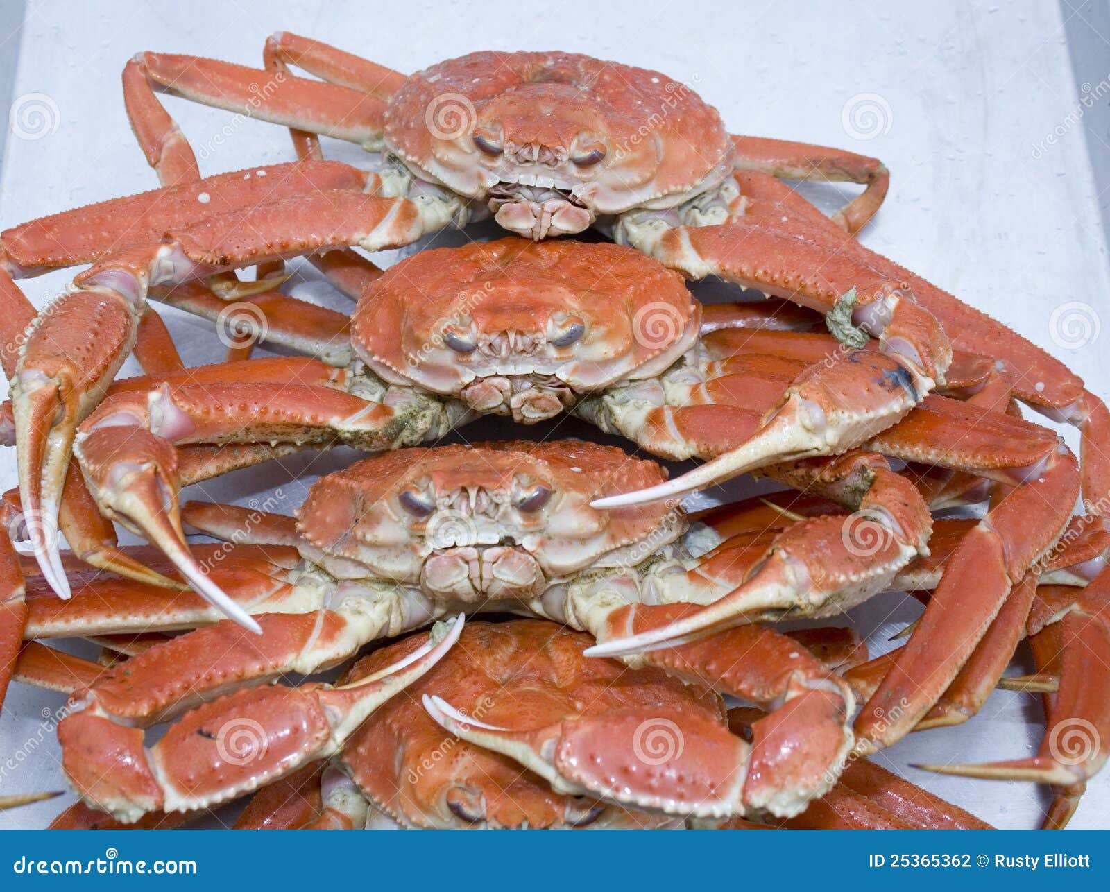 Snow Crabs stock photo. Image of crabs, decapoda, meal - 25365362
