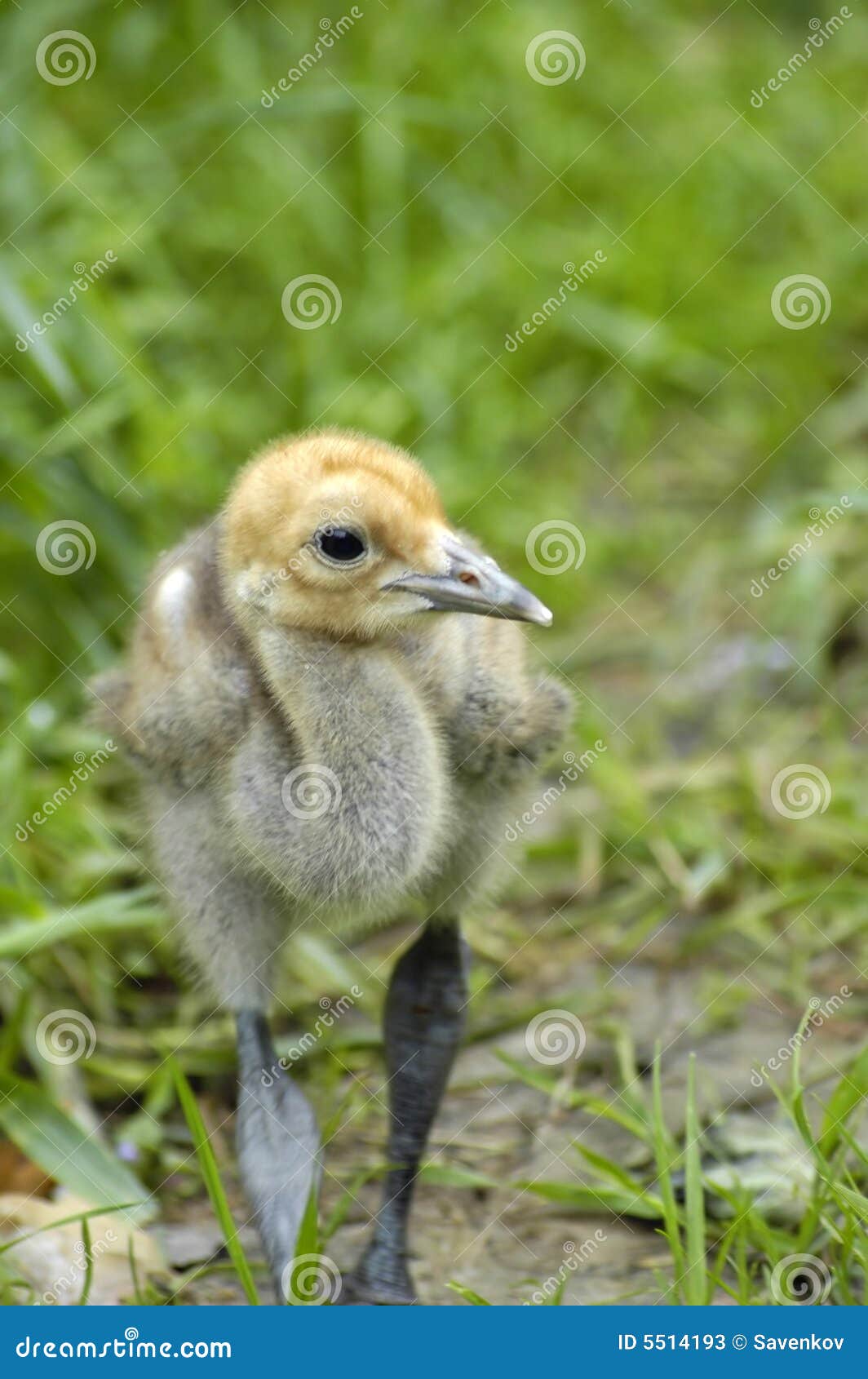 Snow crane chick stock image. Image of nursing, water - 5514193