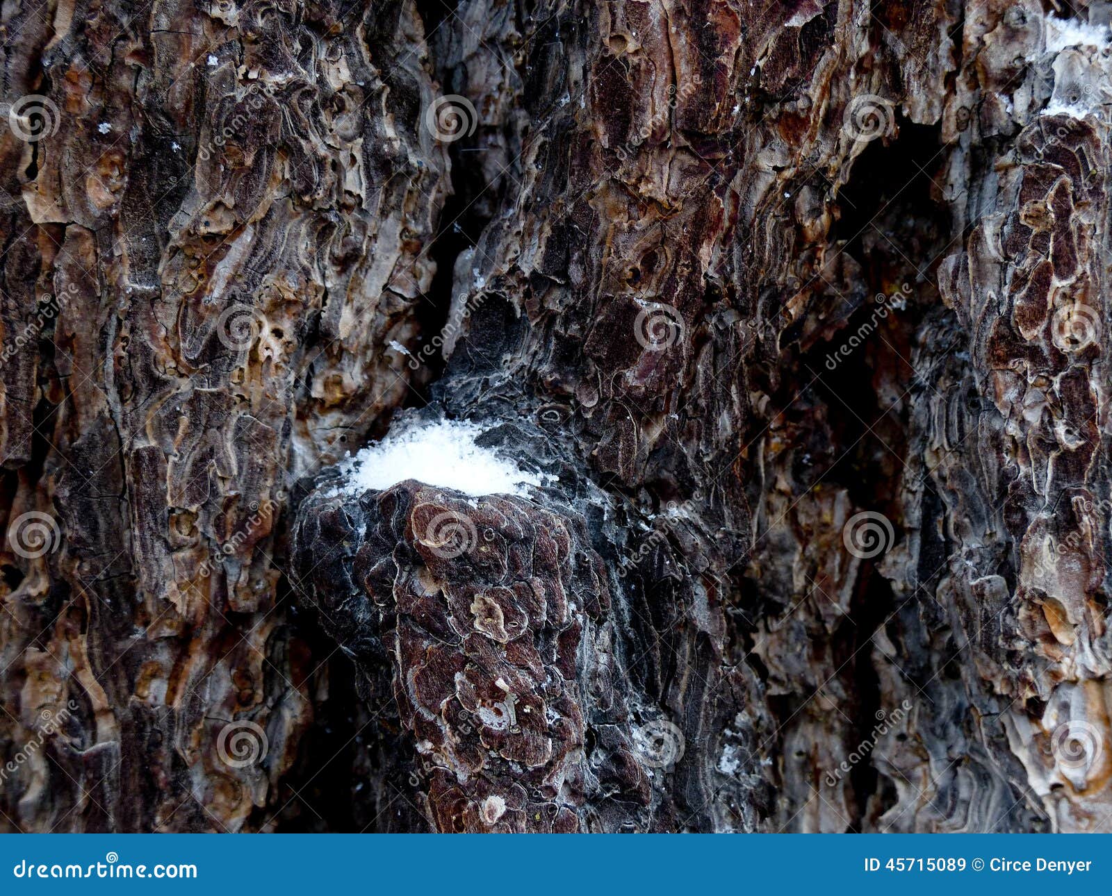 Snow in a Crevice of a Tree Stock Image - Image of bark, snow: 45715089