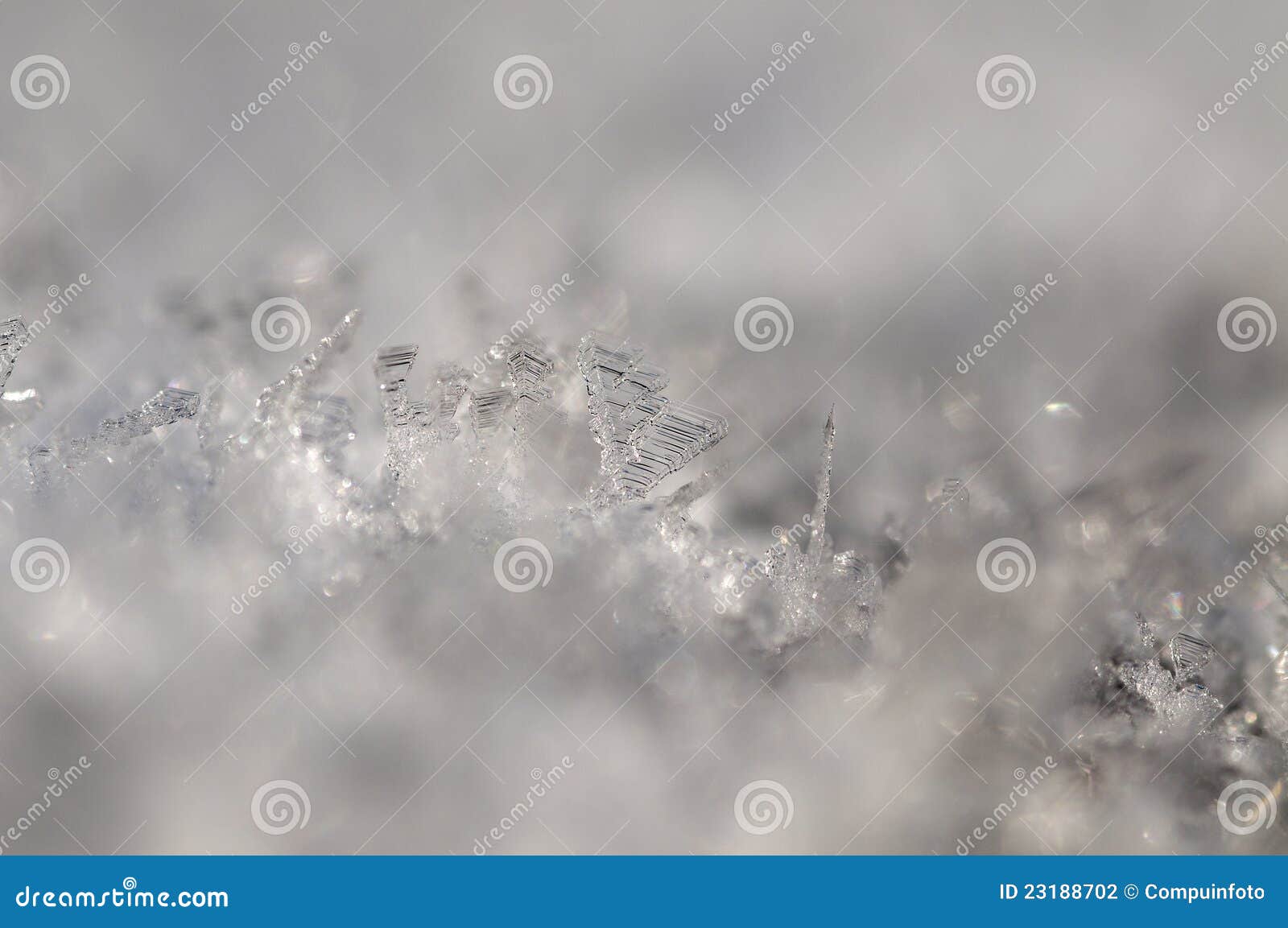 Snow crystals stock photo. Image of maple, carol, tree - 23188702