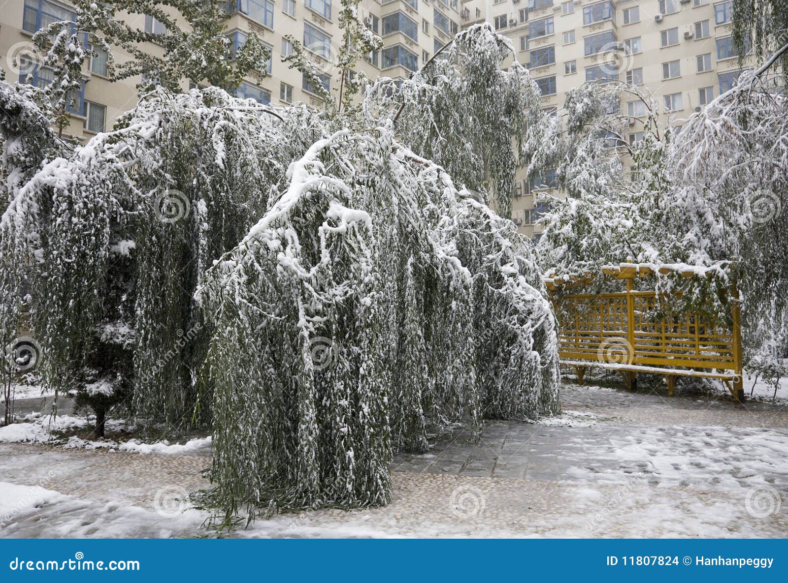 Snow damaged trees stock photo. Image of wreck, outdoors - 11807824