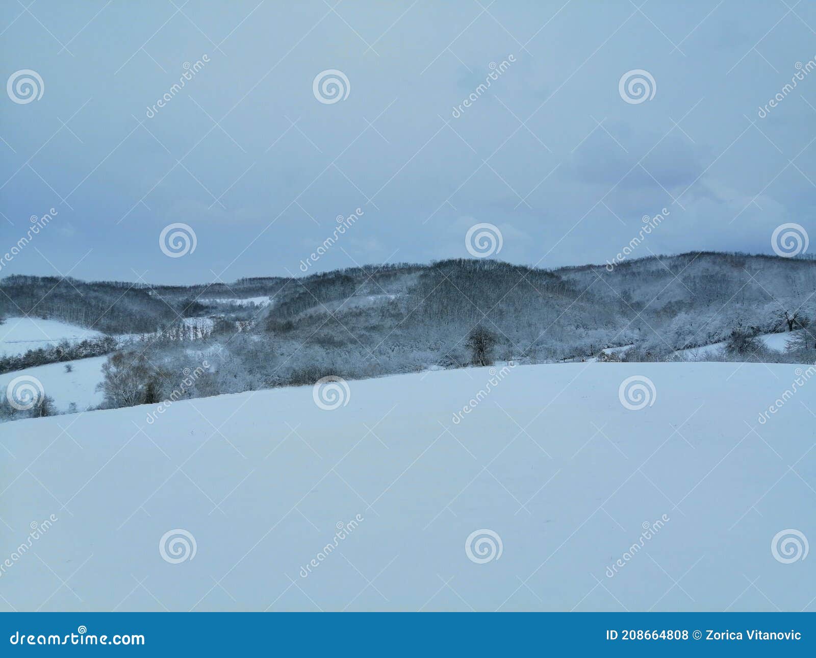 Snow day in winter stock photo. Image of frost, tree - 208664808