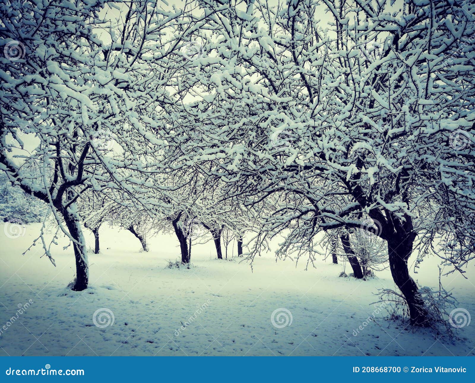 Snow day in winter stock photo. Image of nature, woodland - 208668700