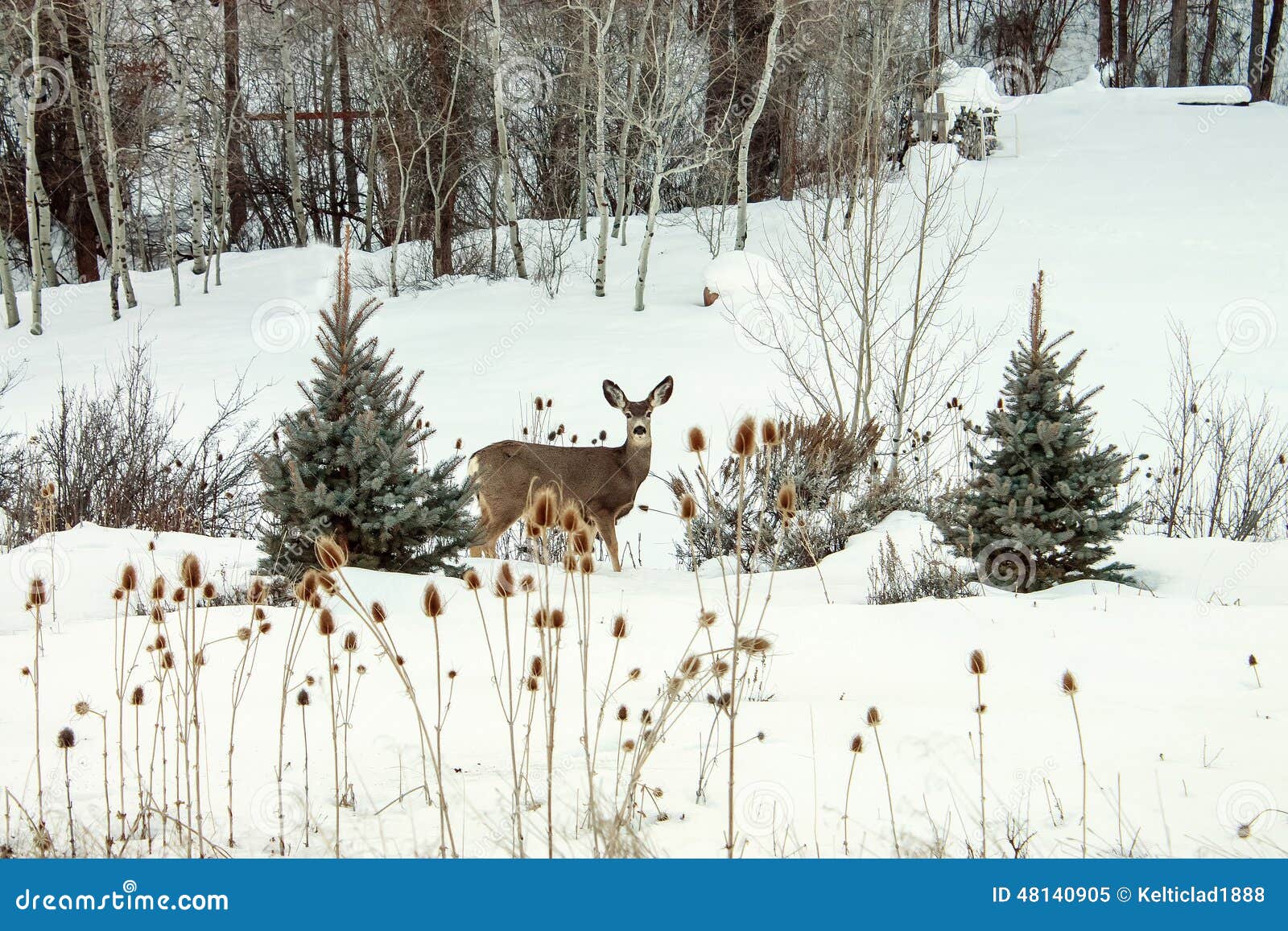 Snow Doe stock image. Image of covered, deer, field, wildlife - 48140905