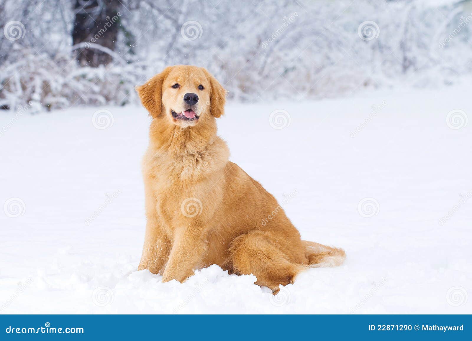 Snow dog stock photo. Image of beautiful, blizzard, soft - 22871290