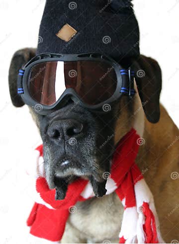 Snow Dog stock image. Image of xtreme, christmas, season - 6926597