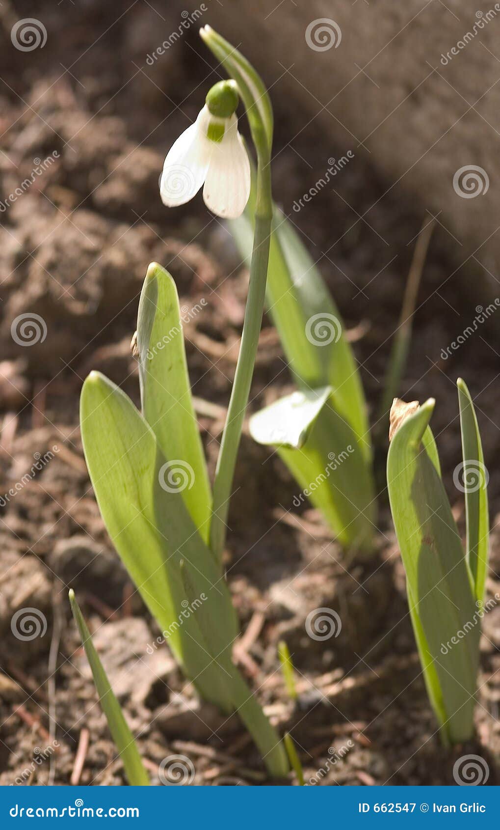 Snow drop 1 stock image. Image of plant, green, drop, nature - 662547