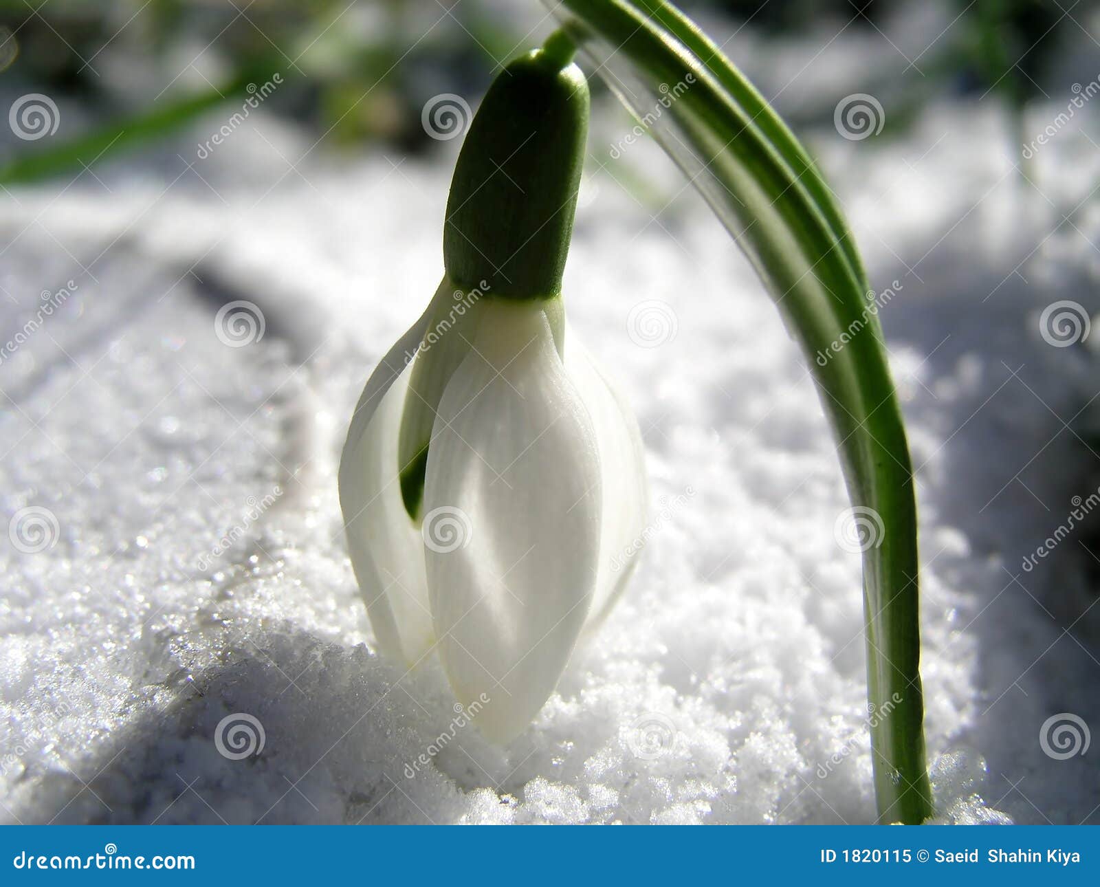 Snow-drop stock image. Image of white, fresh, park, arctic - 1820115