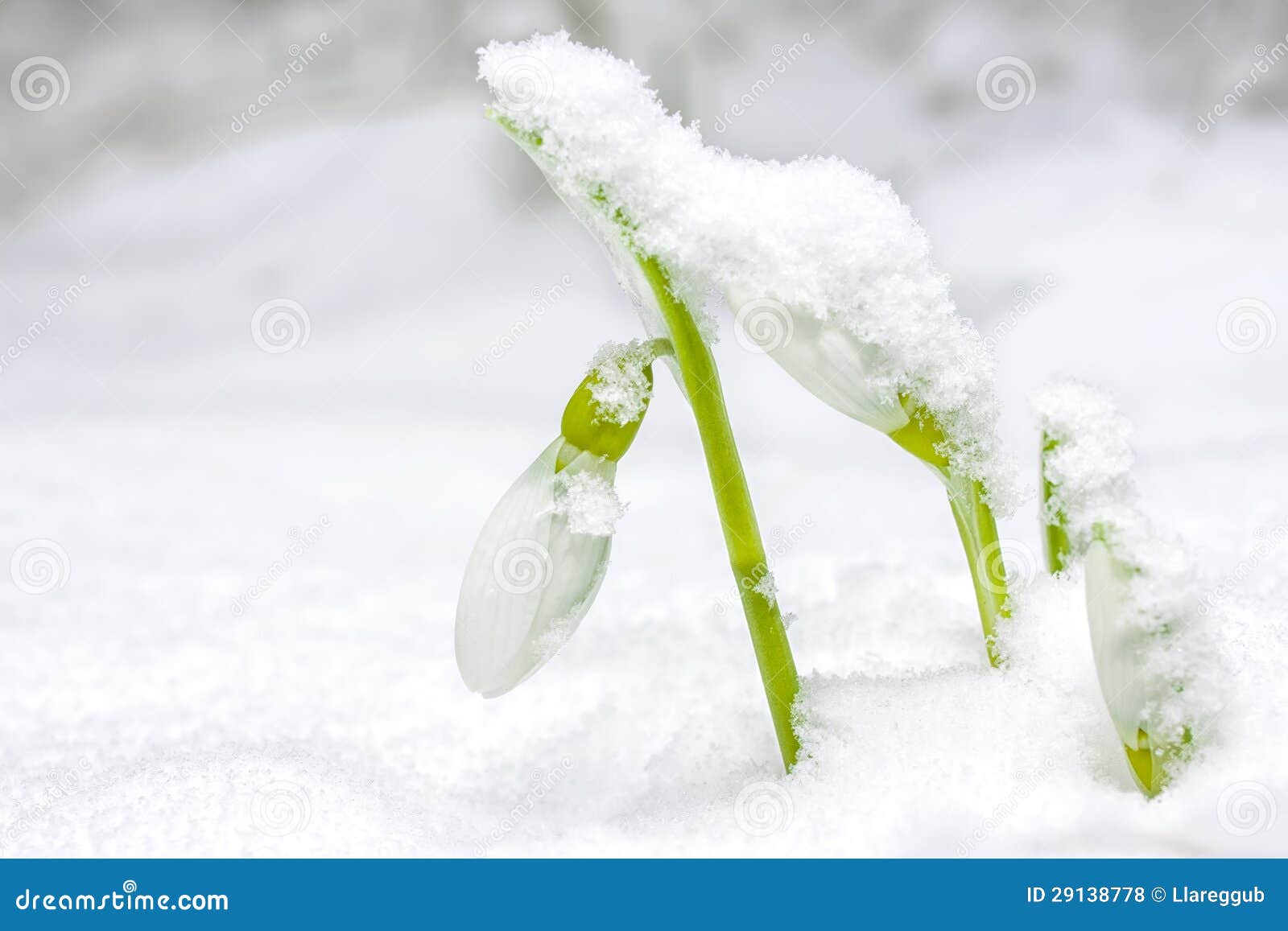 Snow Drop stock photo. Image of spring, snow, blossom - 29138778