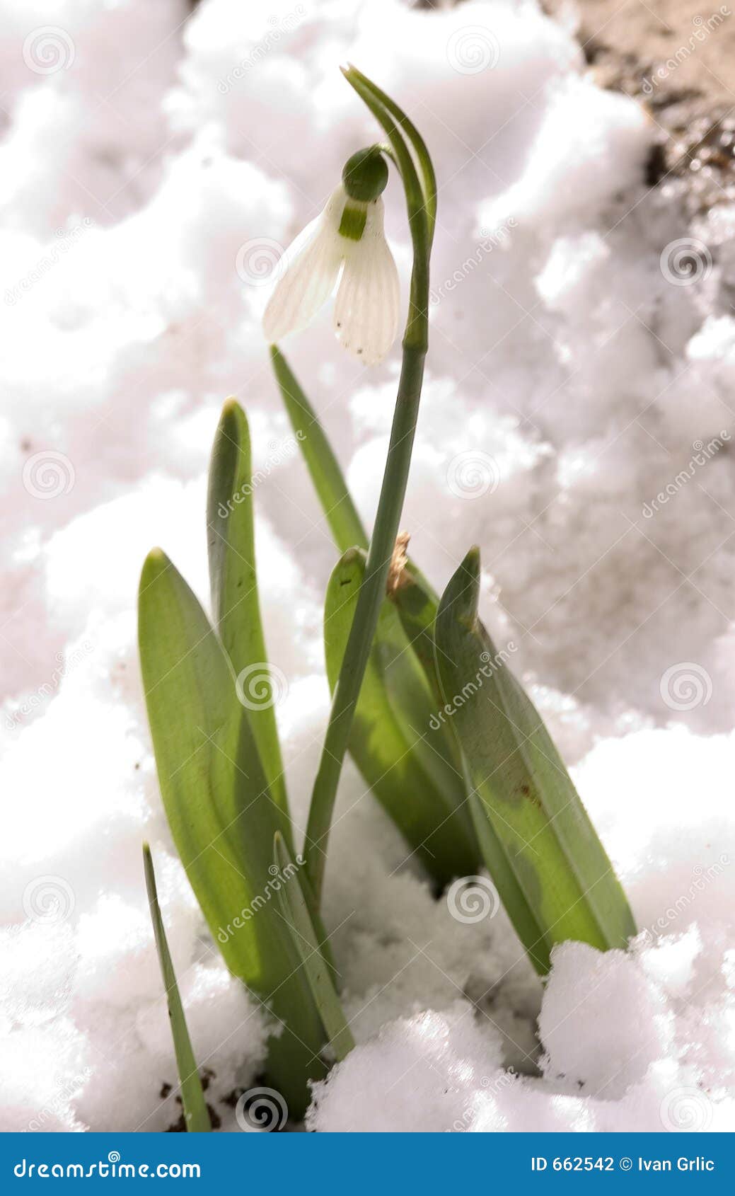 Snow drop stock photo. Image of snow, satisfied, ground - 662542