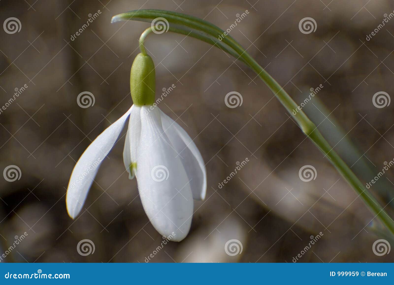 Snow drop stock image. Image of white, blossom, bloom, spring - 999959
