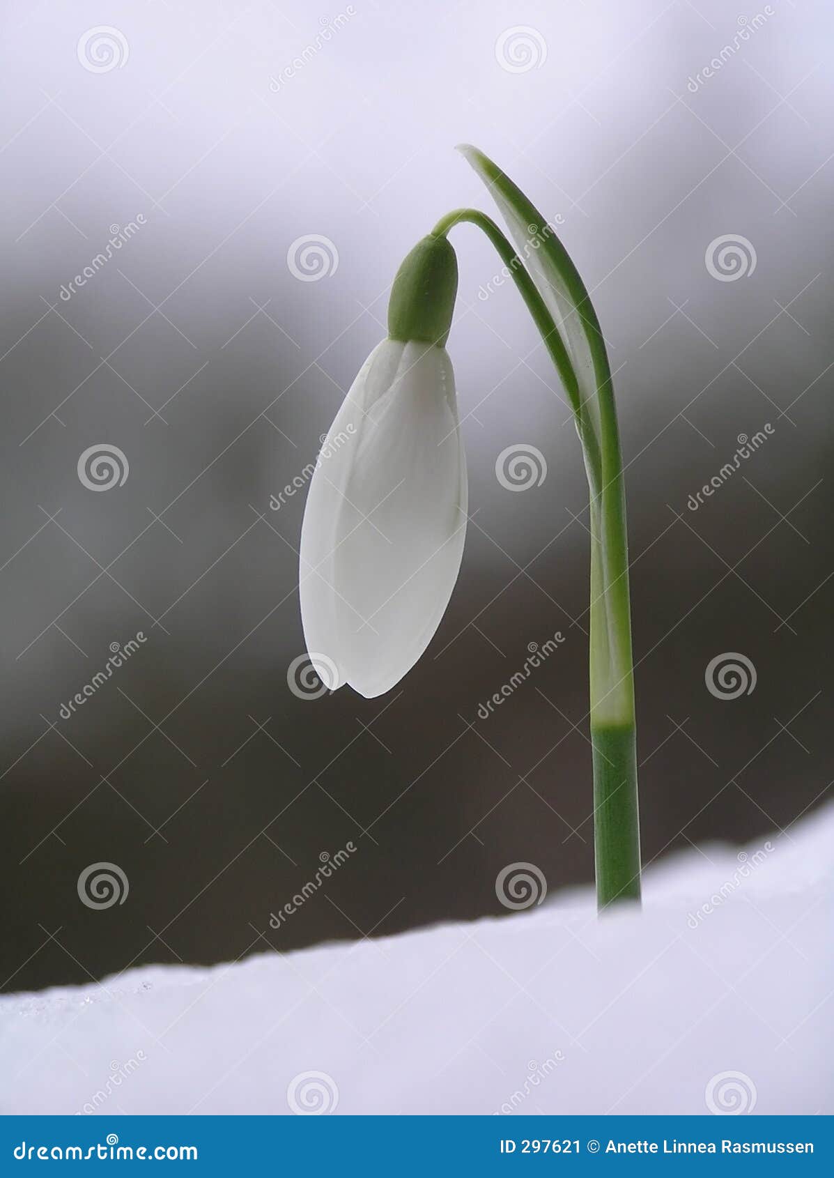 Snow drop in snow stock image. Image of flora, vegetation - 297621