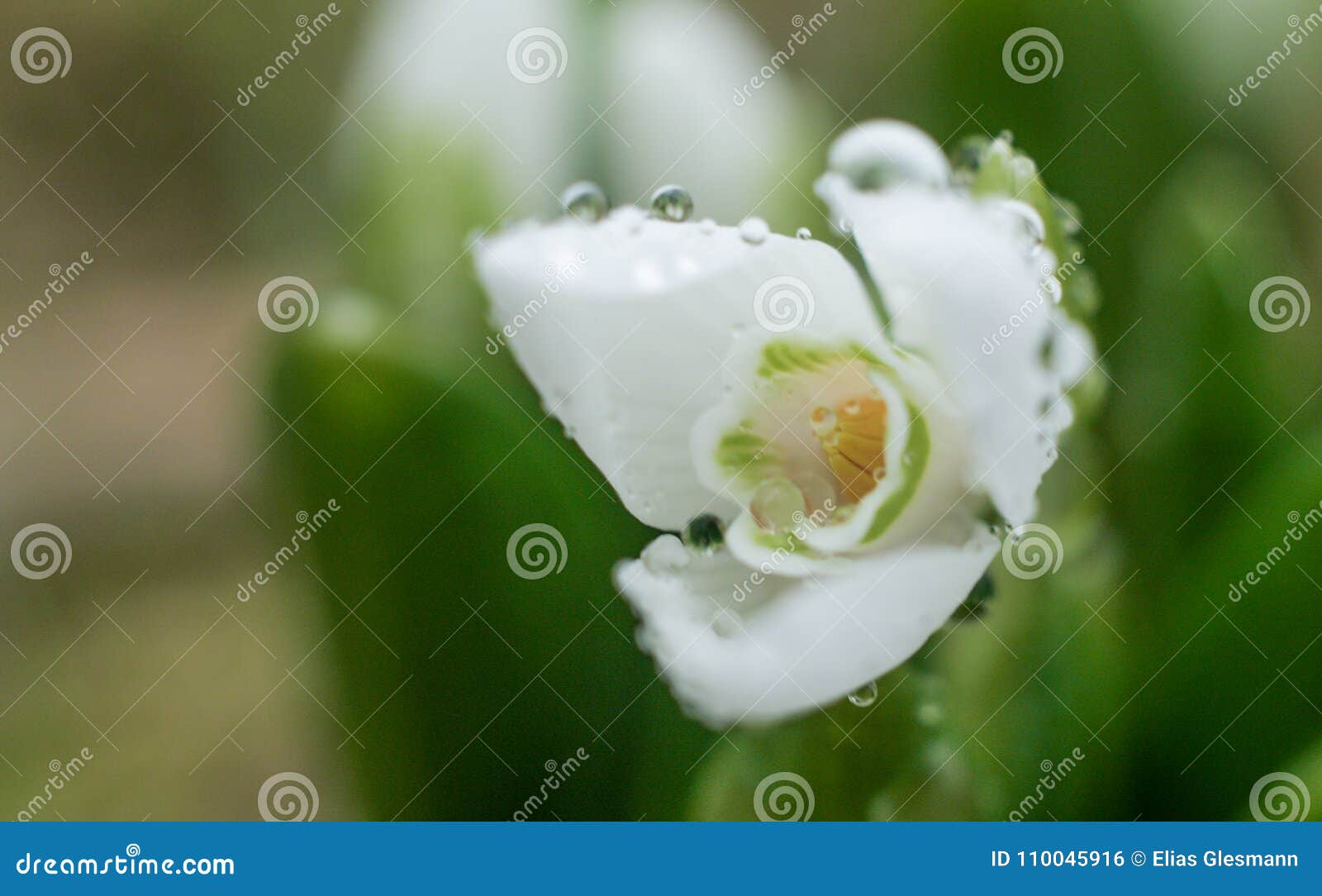 Snow droplets stock photo. Image of floral, meadow, condensation ...